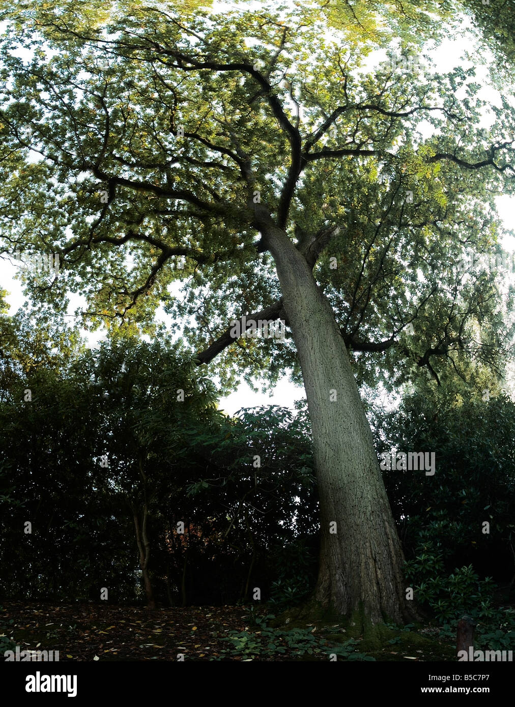 Dark Tree Towering Stock Photo - Alamy