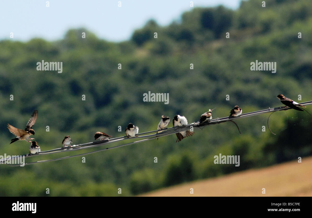 Meeting birds hi-res stock photography and images - Alamy