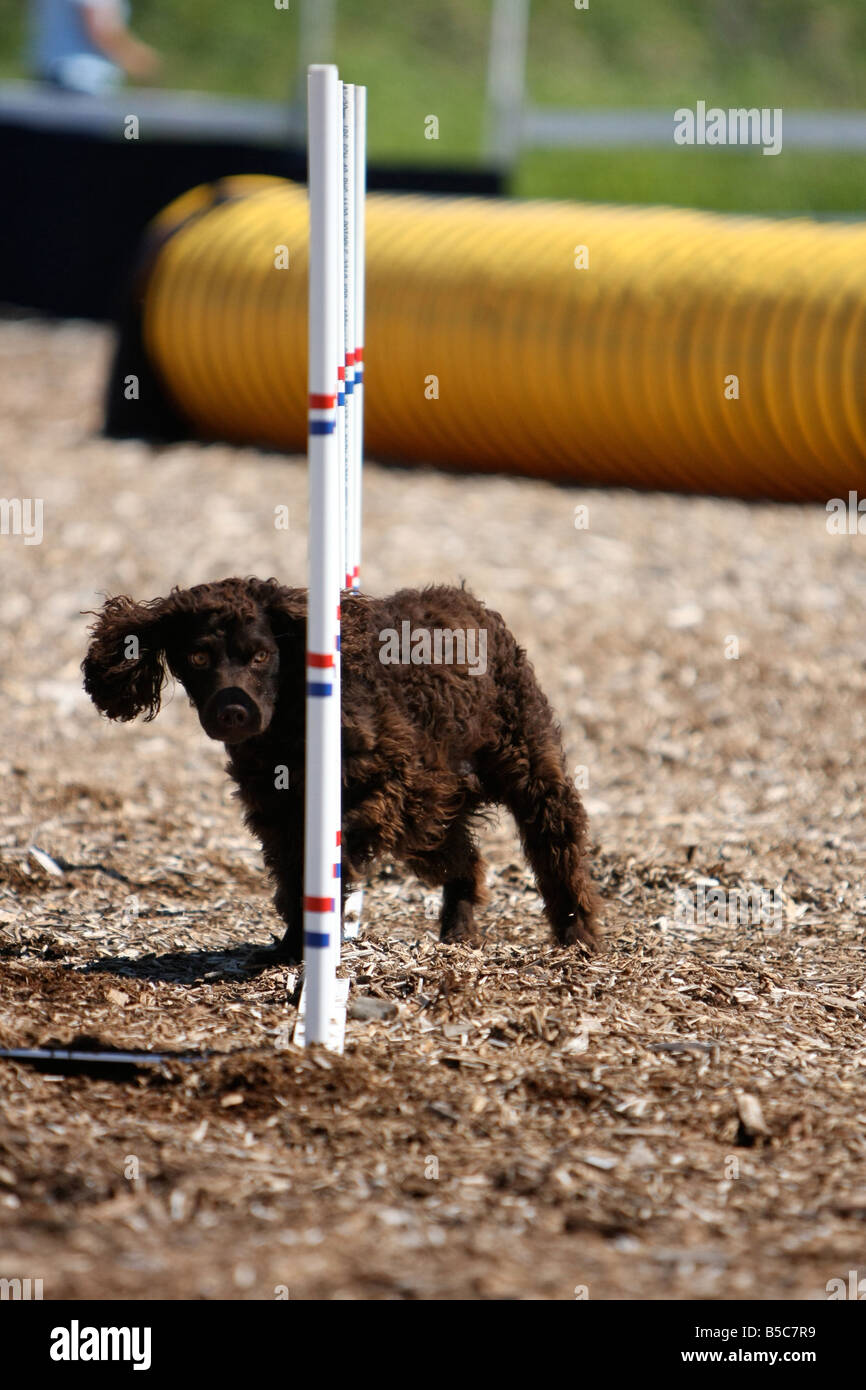 Weave through poles hi-res stock photography and images - Alamy
