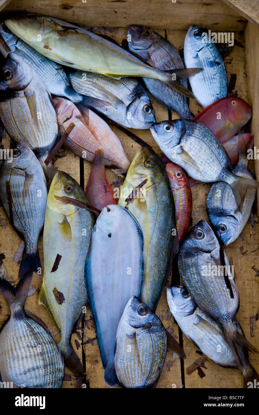 Whole fish at market Stock Photo - Alamy