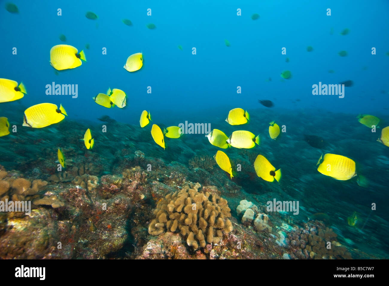 Schooling Butterflyfish, Maui, Hawaii, USA Stock Photo - Alamy