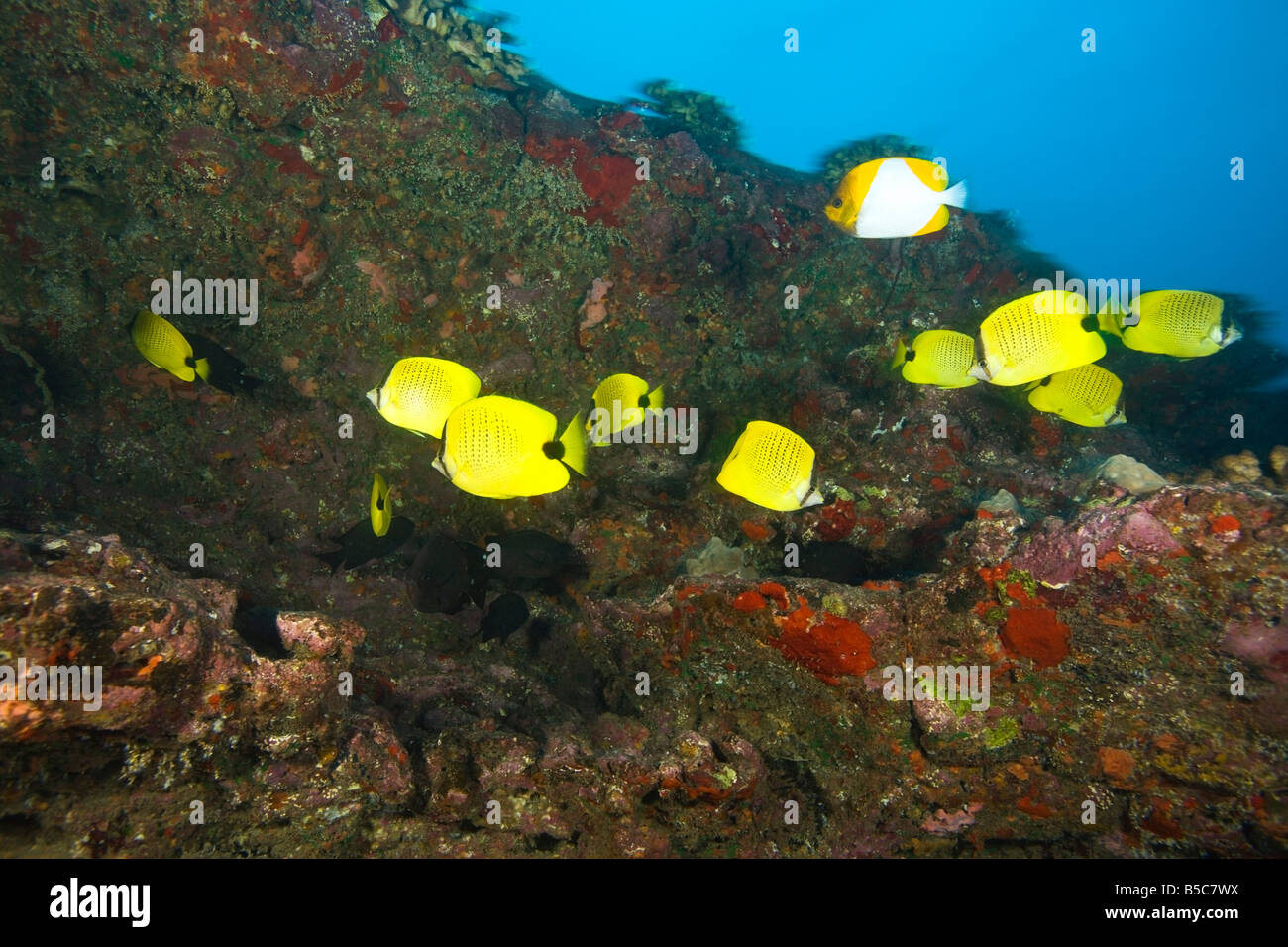 Butterflyfish, Maui, Hawaii, USA Stock Photo - Alamy