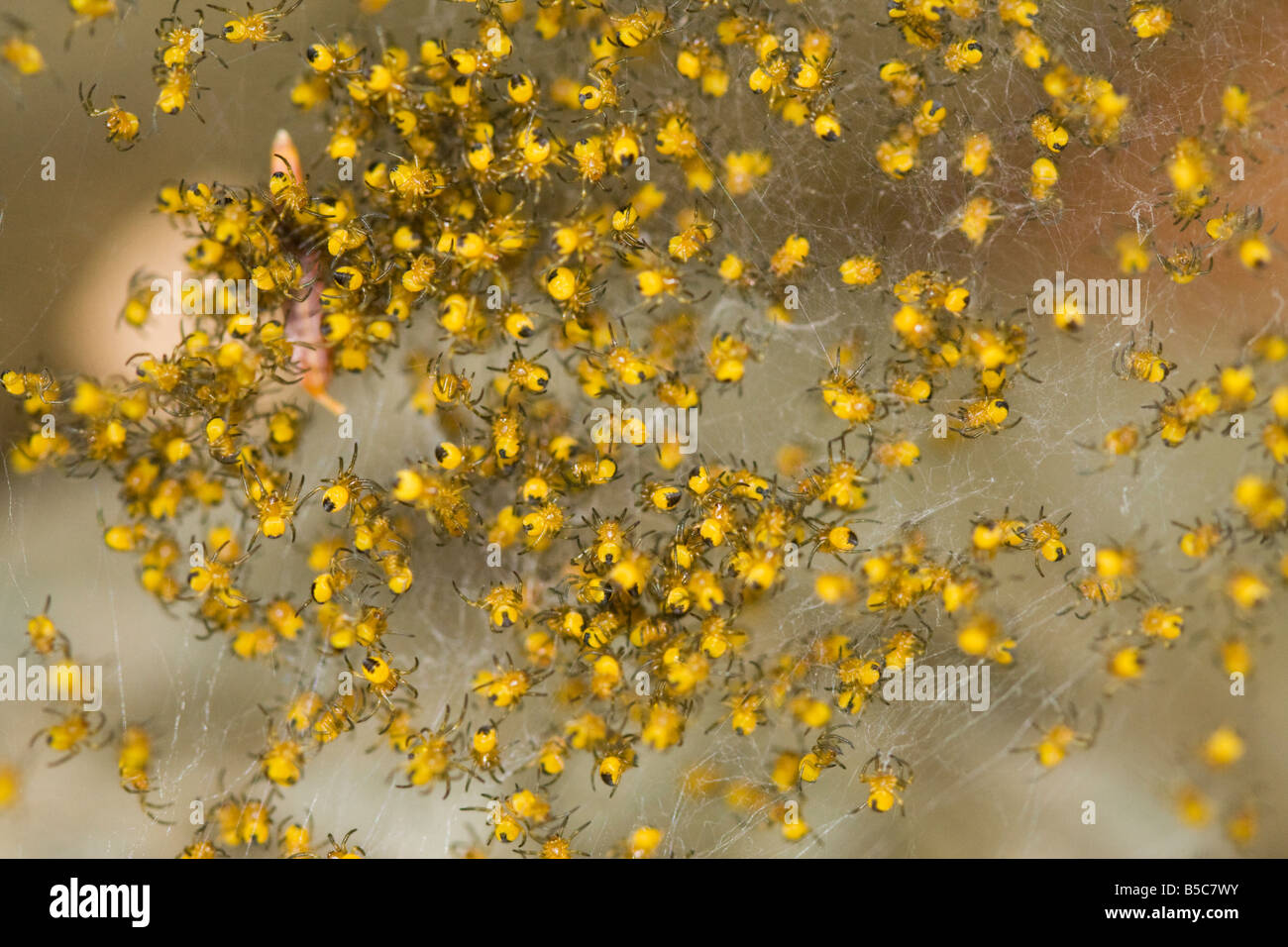Spiderlings hi-res stock photography and images - Alamy