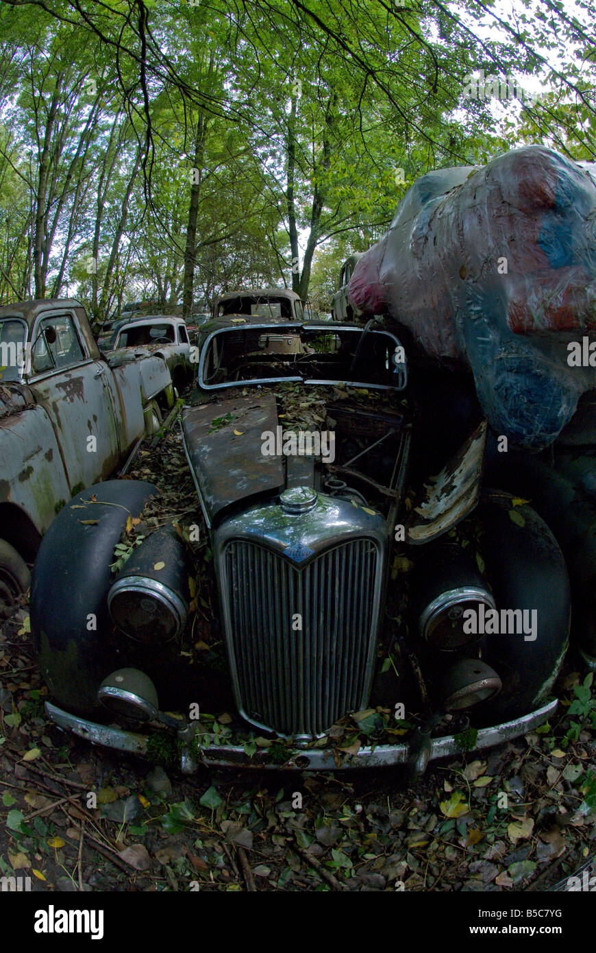 Riley hood ornament hi-res stock photography and images - Alamy