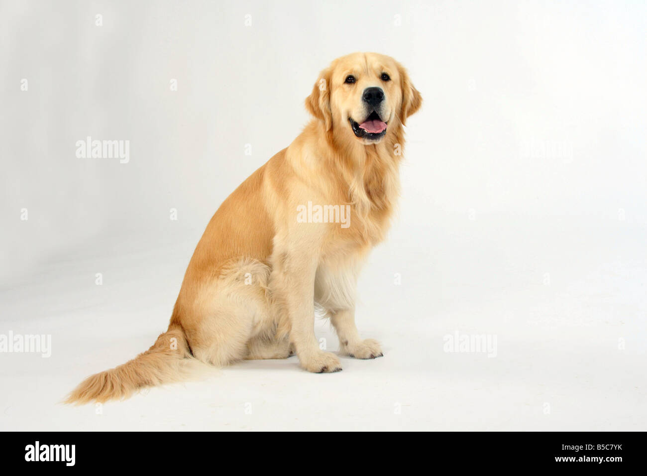 Golden retriever hi-res stock photography and images - Alamy