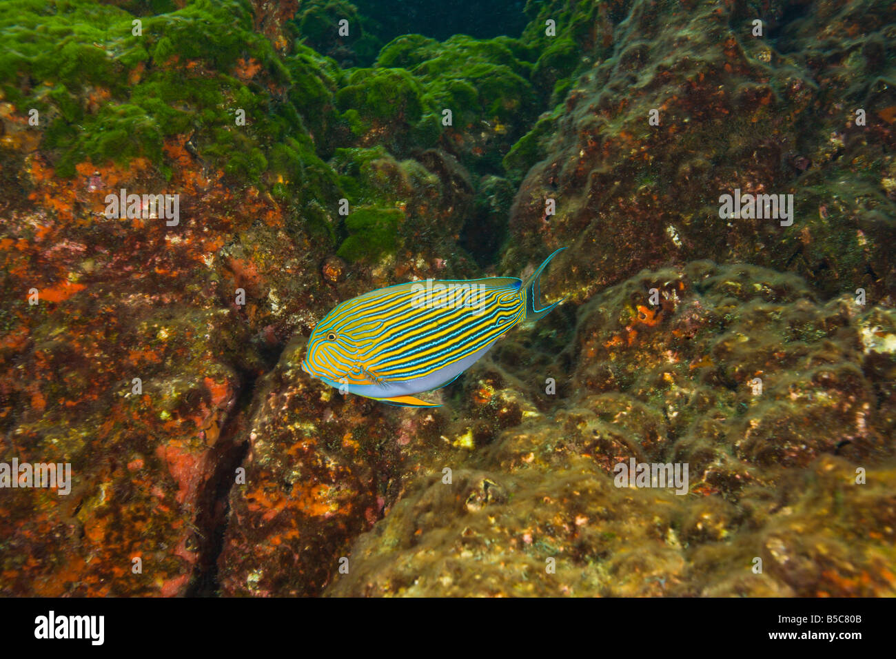 Lined Surgeonfish (Acanthurus lineatus Stock Photo - Alamy