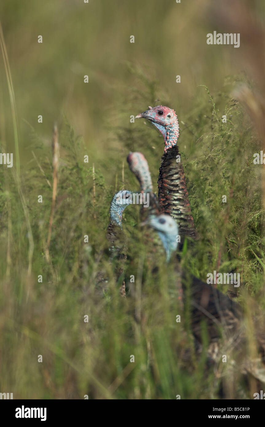 Florida rafter of Wild turkey keeping lookout in the wild Stock Photo ...