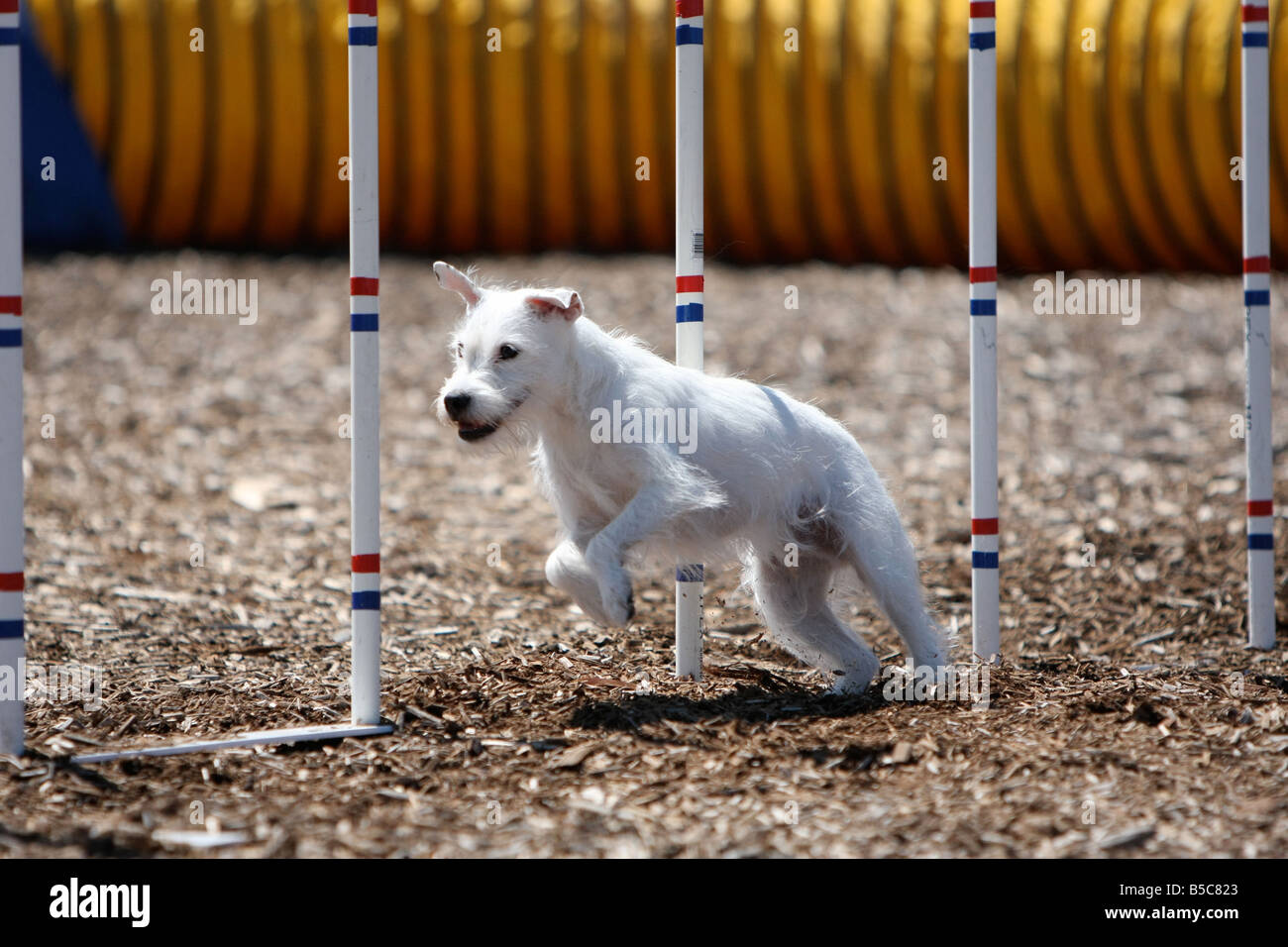 Terrier running through weave poles at a dog agility trial Stock Photo ...