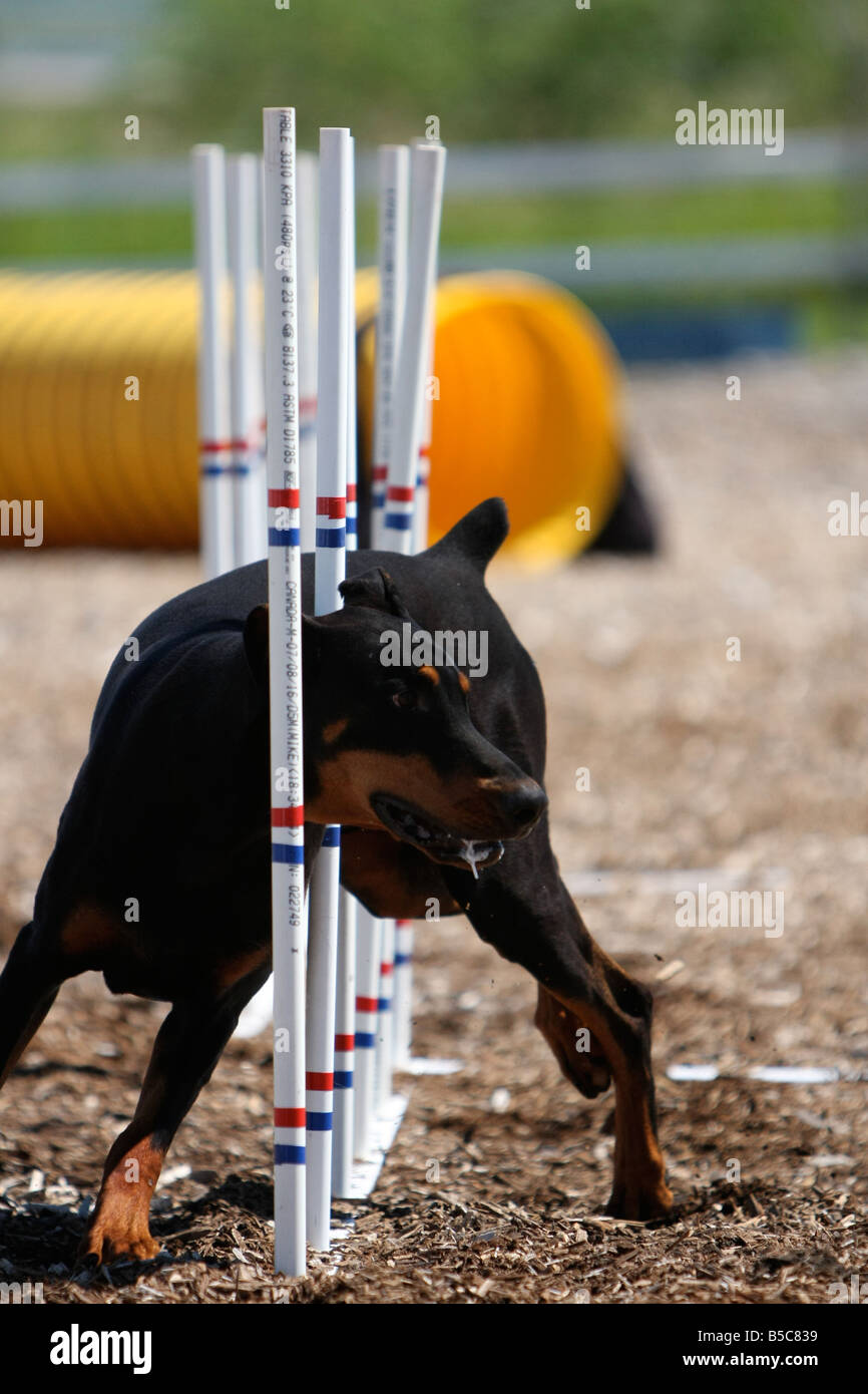 Dog agility weave poles hi-res stock photography and images - Alamy