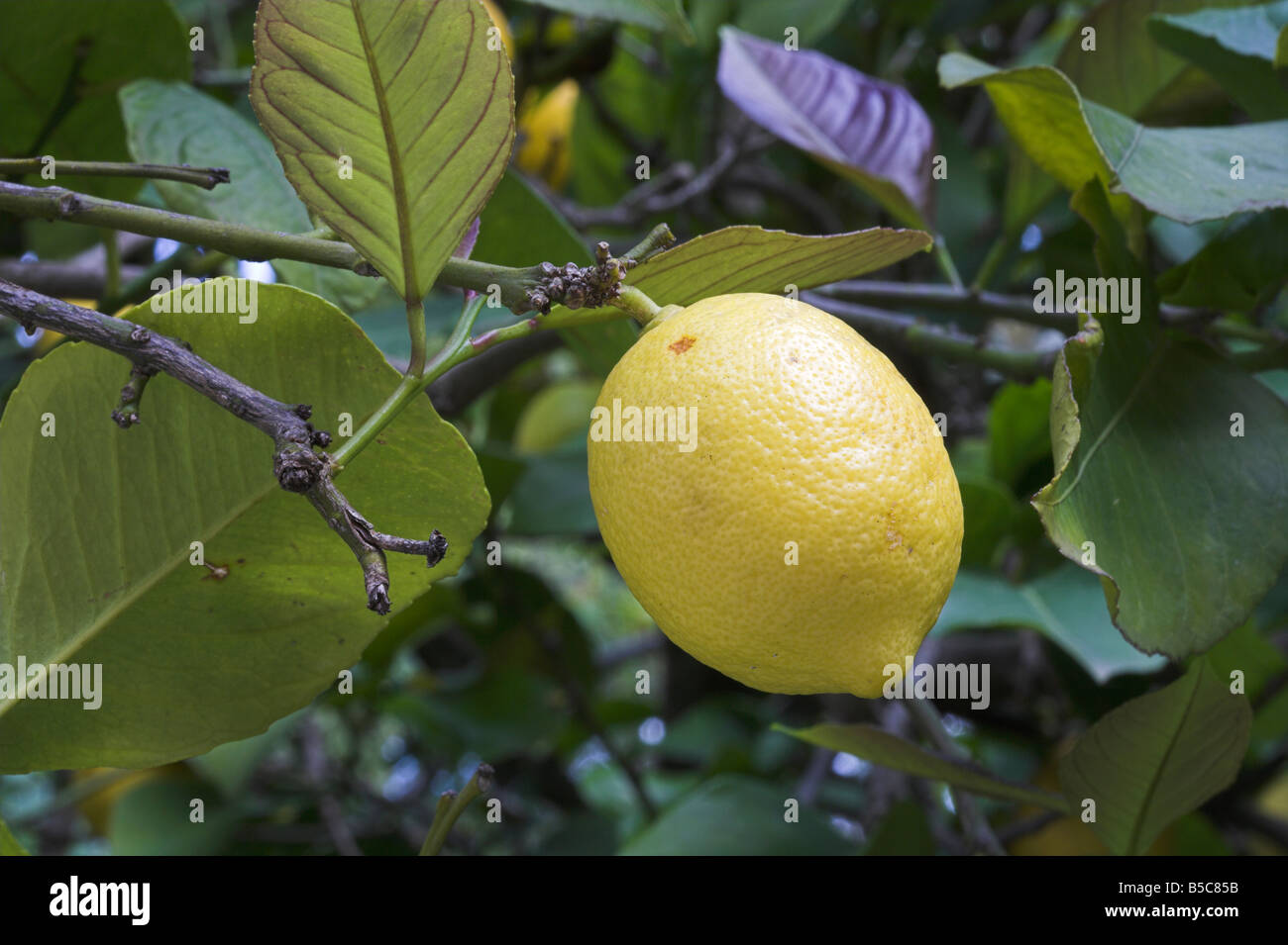 Suspended lemons hi-res stock photography and images - Alamy