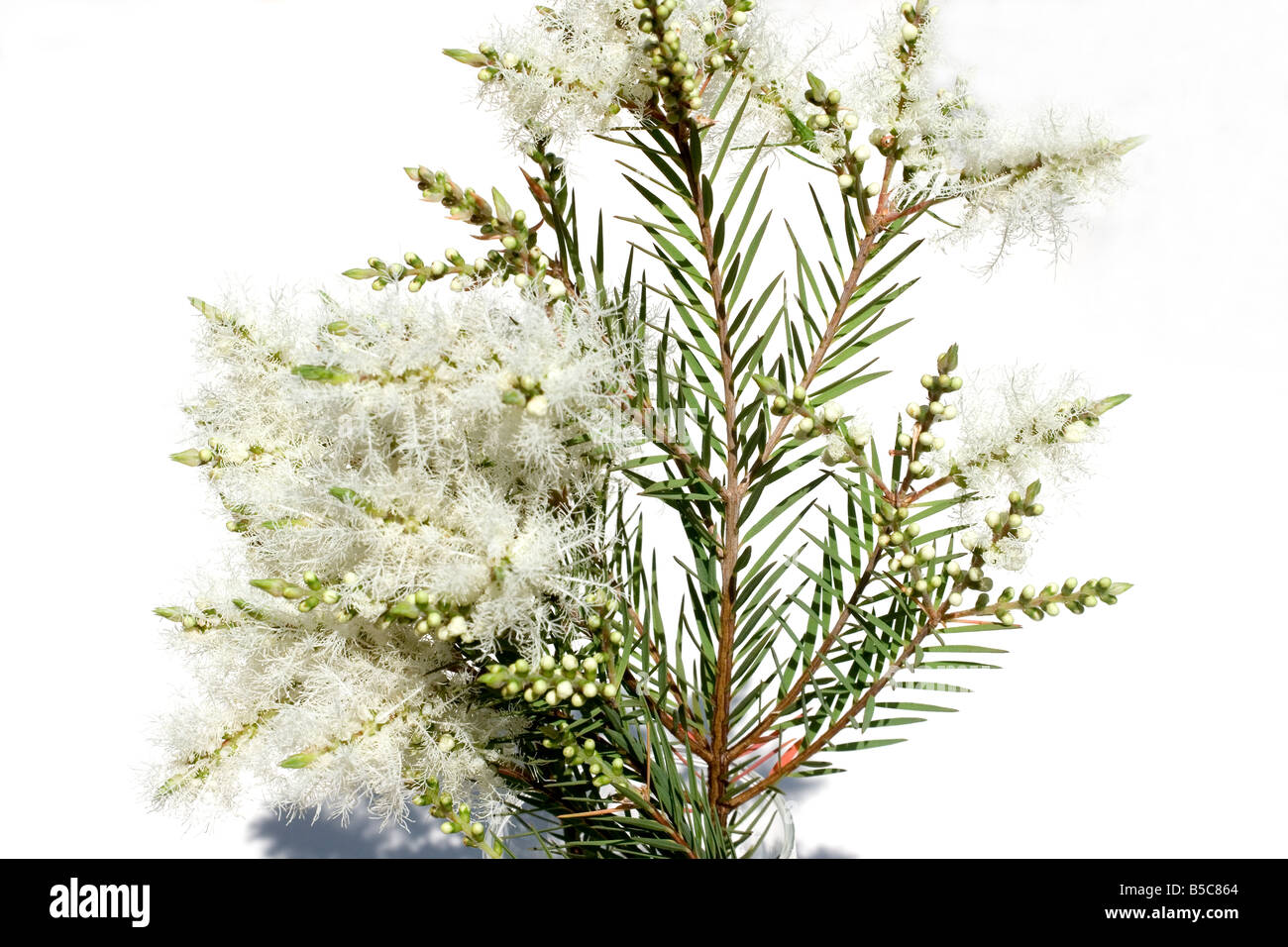 Tea tree blossoms hi-res stock photography and images - Alamy