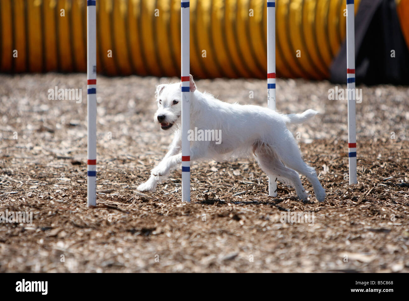 Terrier running through weave poles at a dog agility trial Stock Photo ...