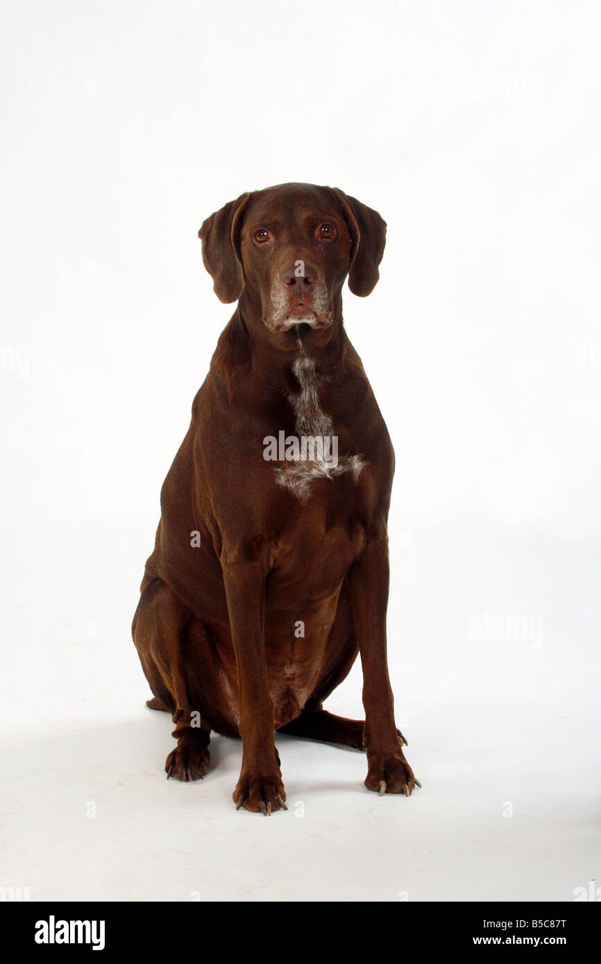 Male german shorthaired pointer hi-res stock photography and images - Alamy