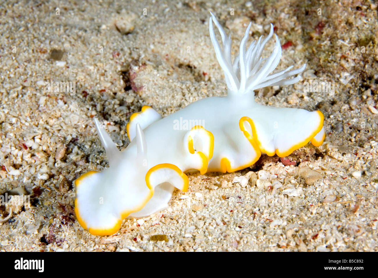 Big nudibranch hi-res stock photography and images - Alamy