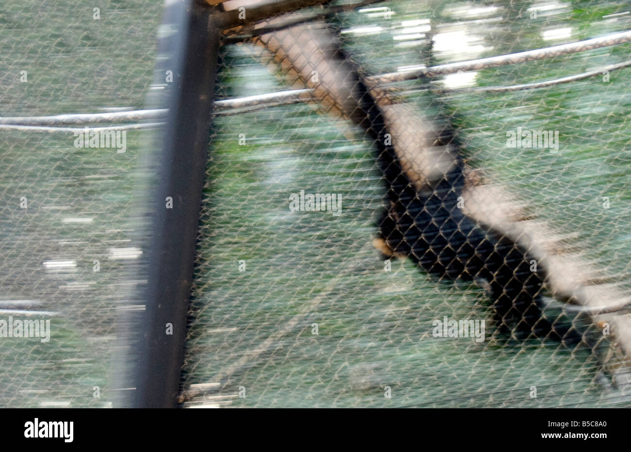 SPORTS SWING SWINGING TARZAN TRANSIT TRANSPORT TRANSPORTATION TRAVEL ...