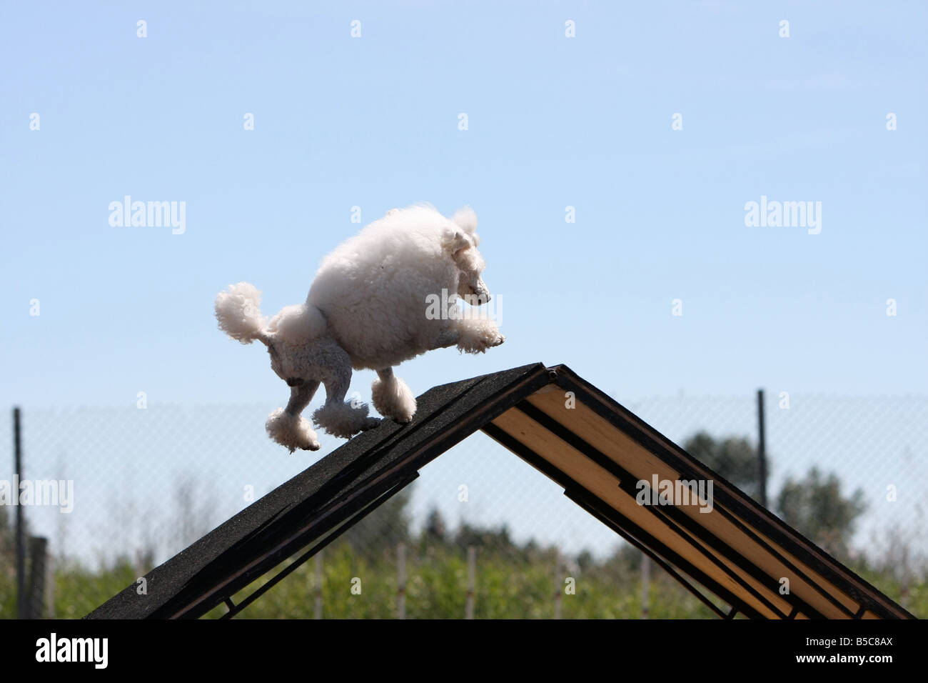 White poodle jumping over the top of an a frame at an agility trial ...