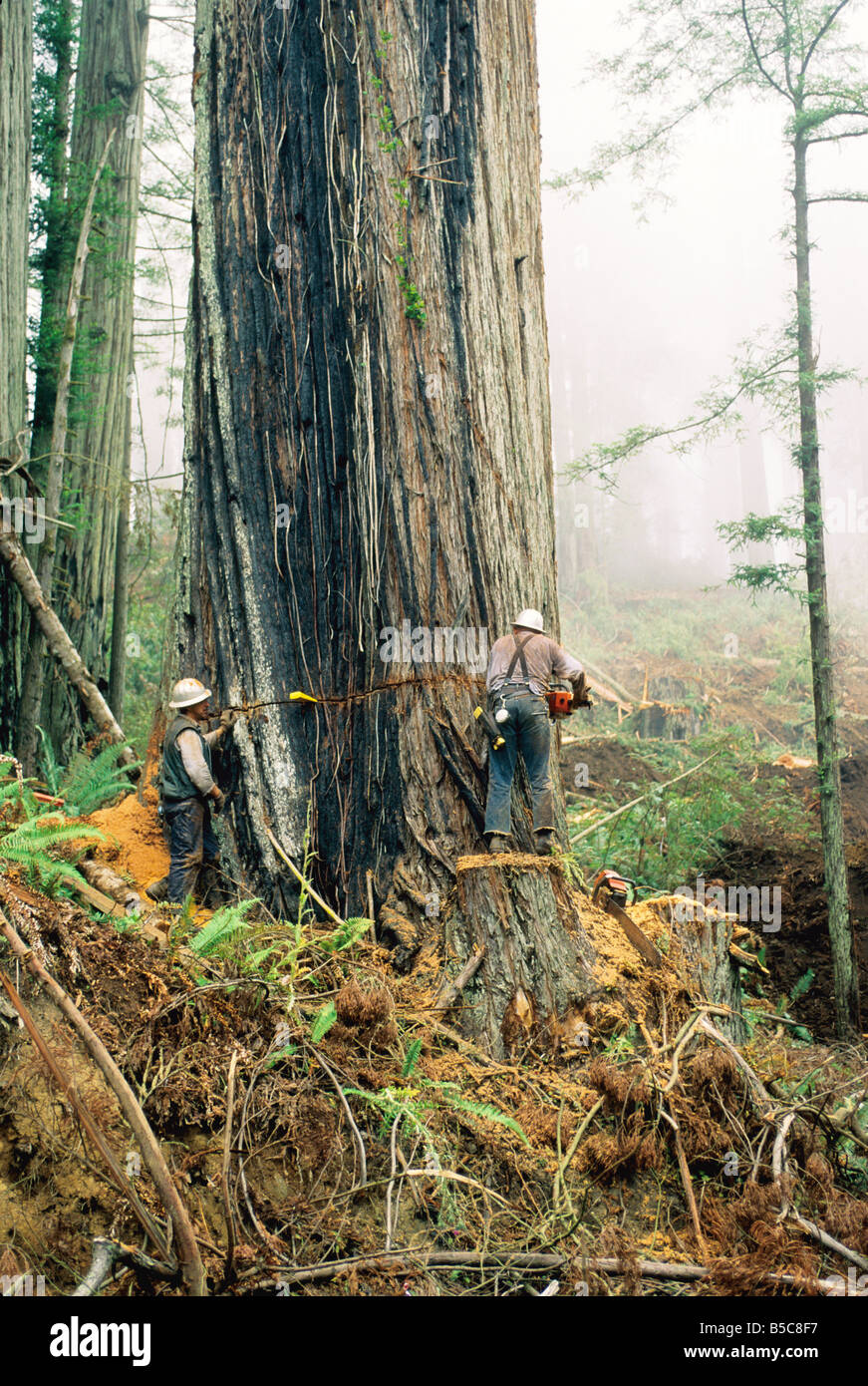 Timber faller hi-res stock photography and images - Alamy