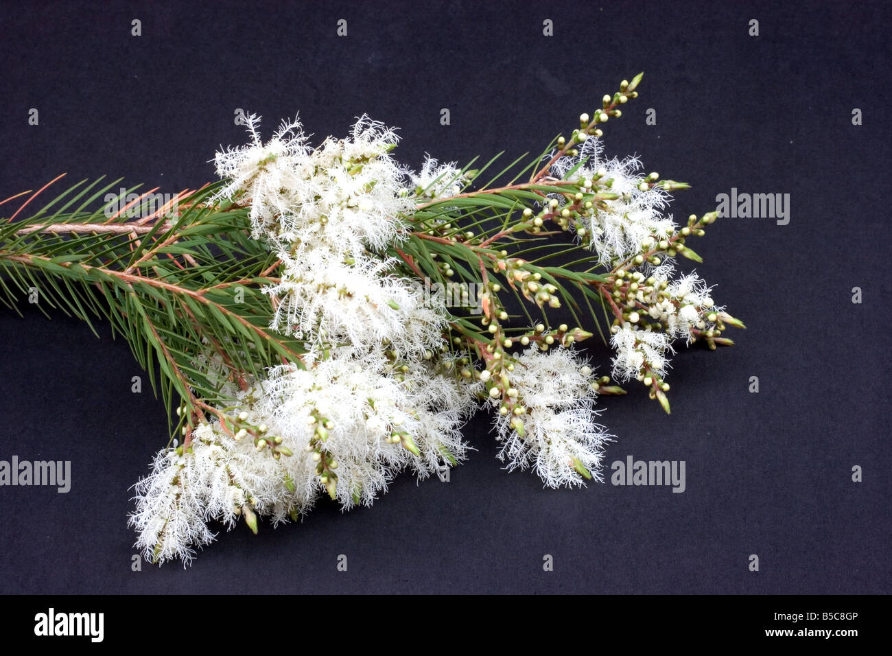 Tea tree blossoms Stock Photo - Alamy