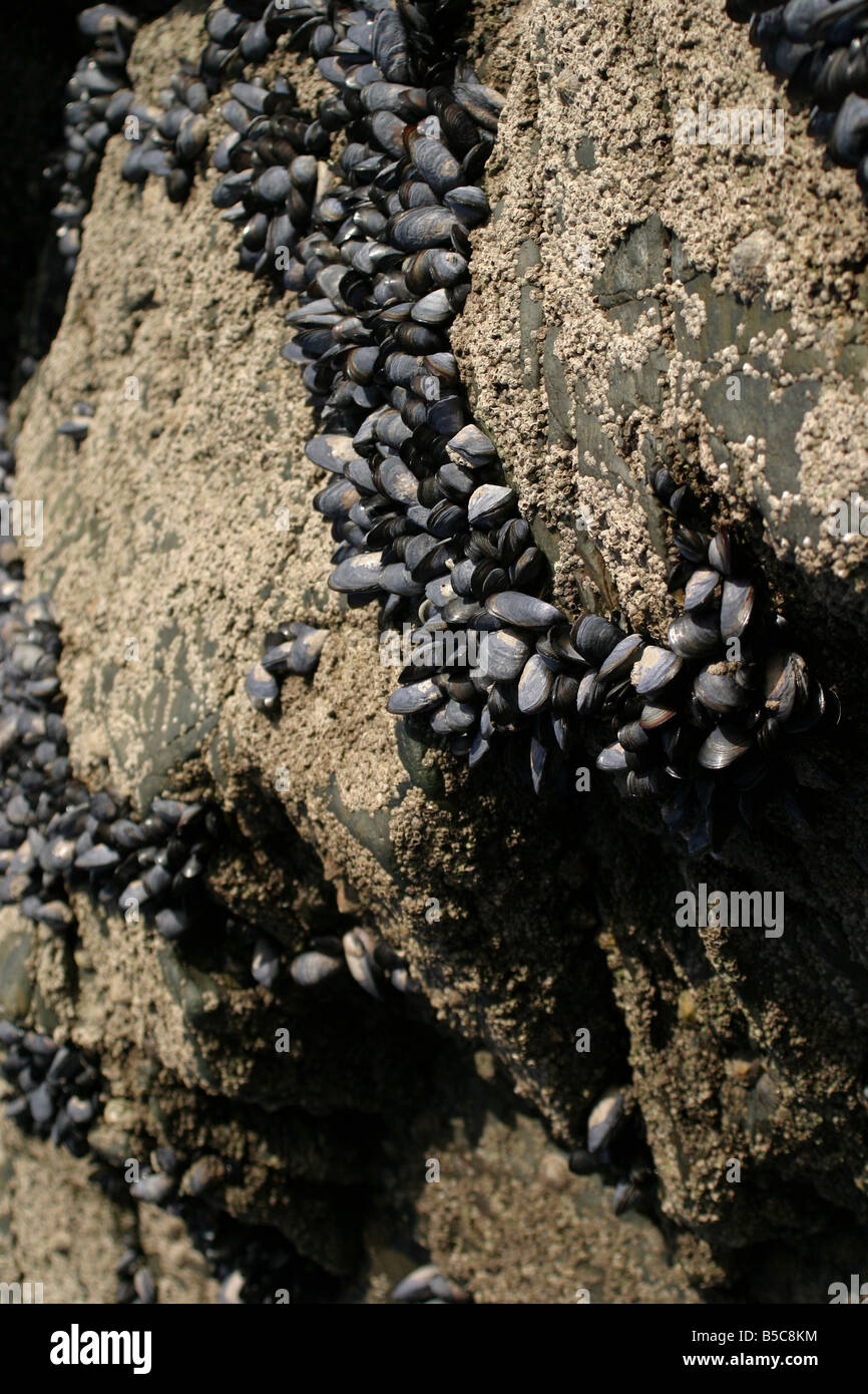 Mussels on a rock Cornwall UK Stock Photo - Alamy