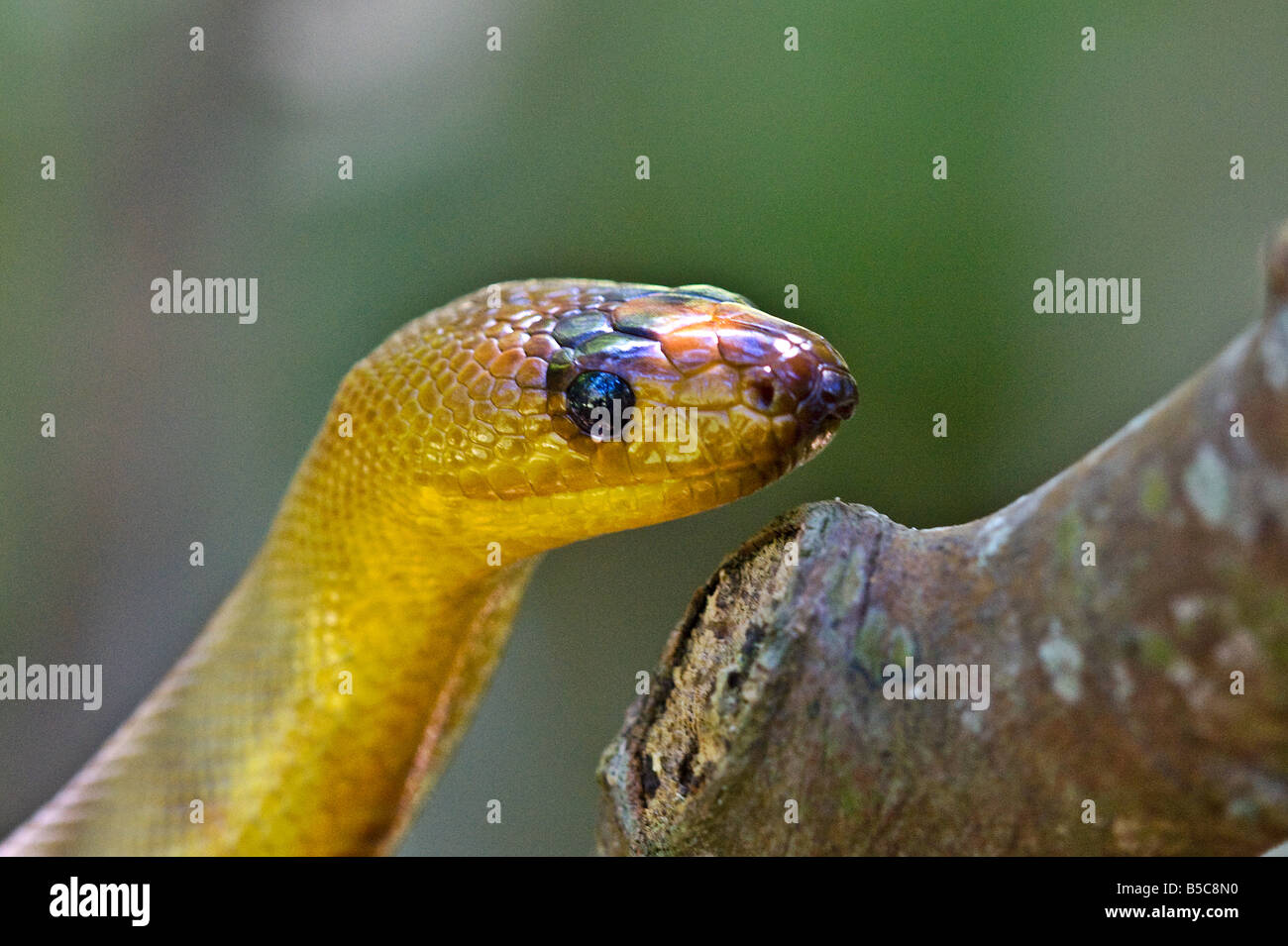 Snake Woma Aspidites ramsayi python Stock Photo - Alamy