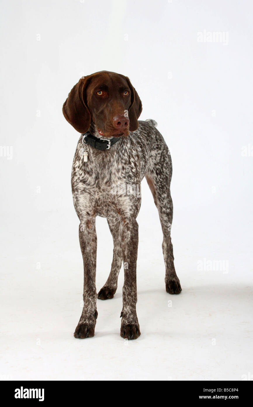 German shorthaired pointer hi-res stock photography and images - Alamy