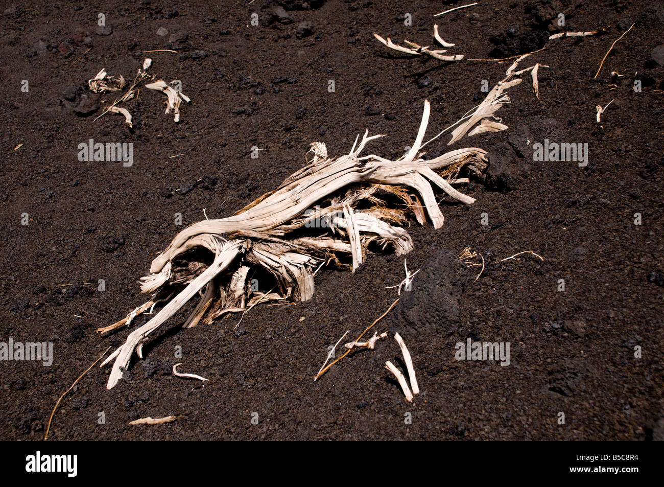 Dead tree in the volcano dust Stock Photo - Alamy