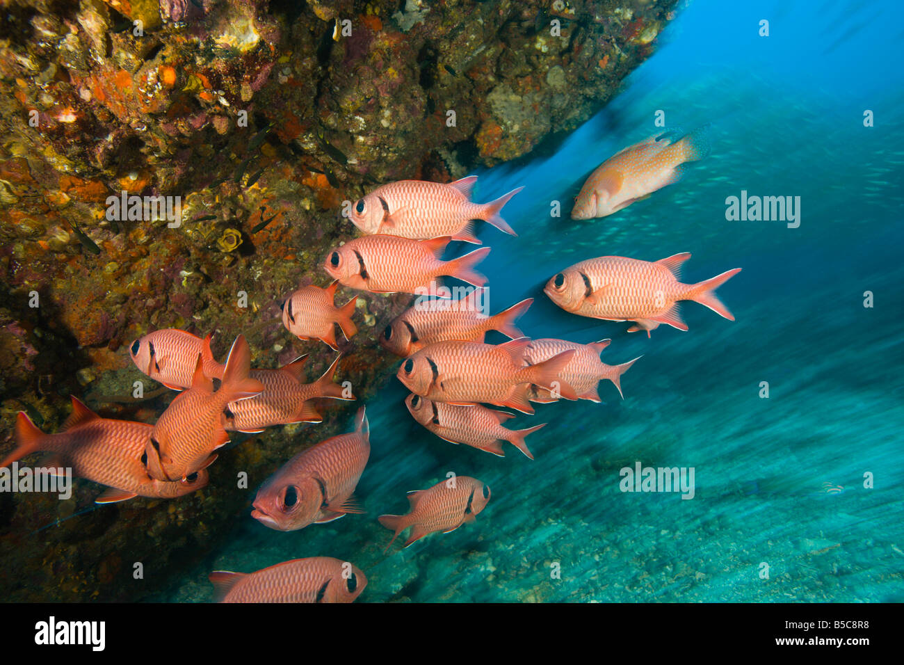 Schooling soldierfish hi-res stock photography and images - Alamy