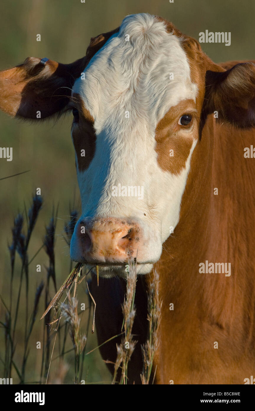 Florida ranch cow hi-res stock photography and images - Alamy