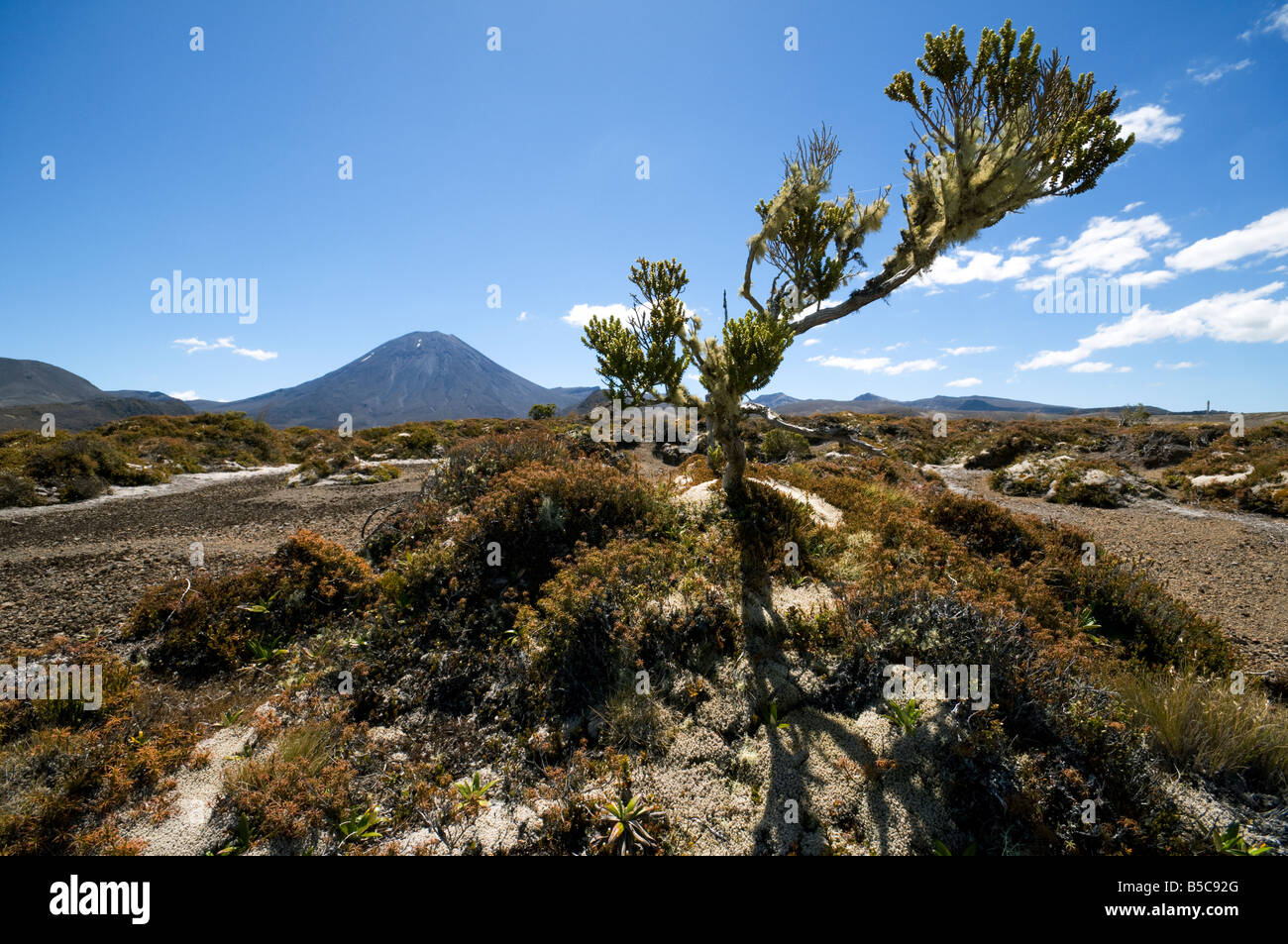 Stunted tree in the Rangipo Desert, Tongariro Northern Circuit, North ...