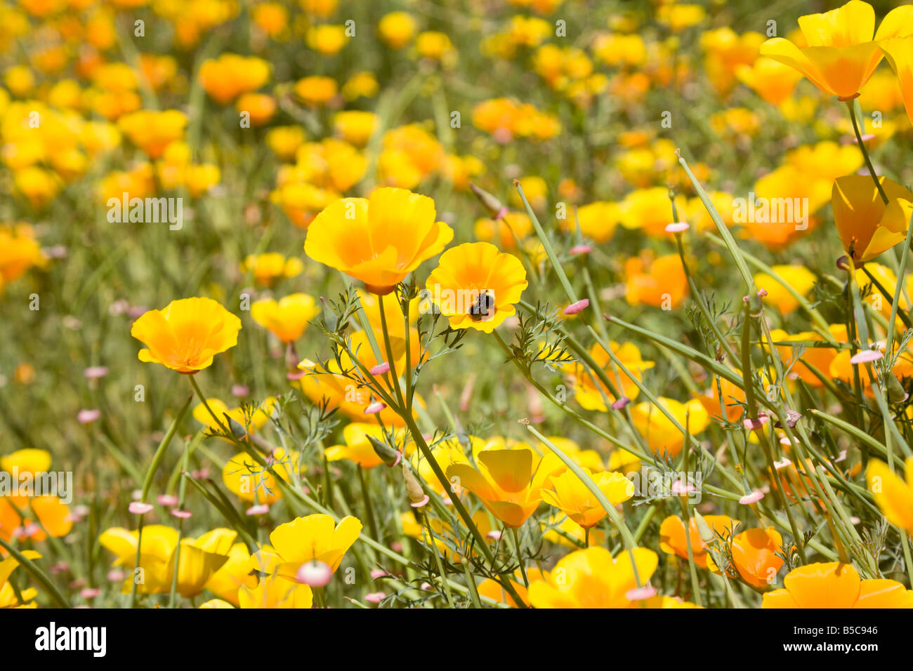 Yellow poppies hi-res stock photography and images - Alamy