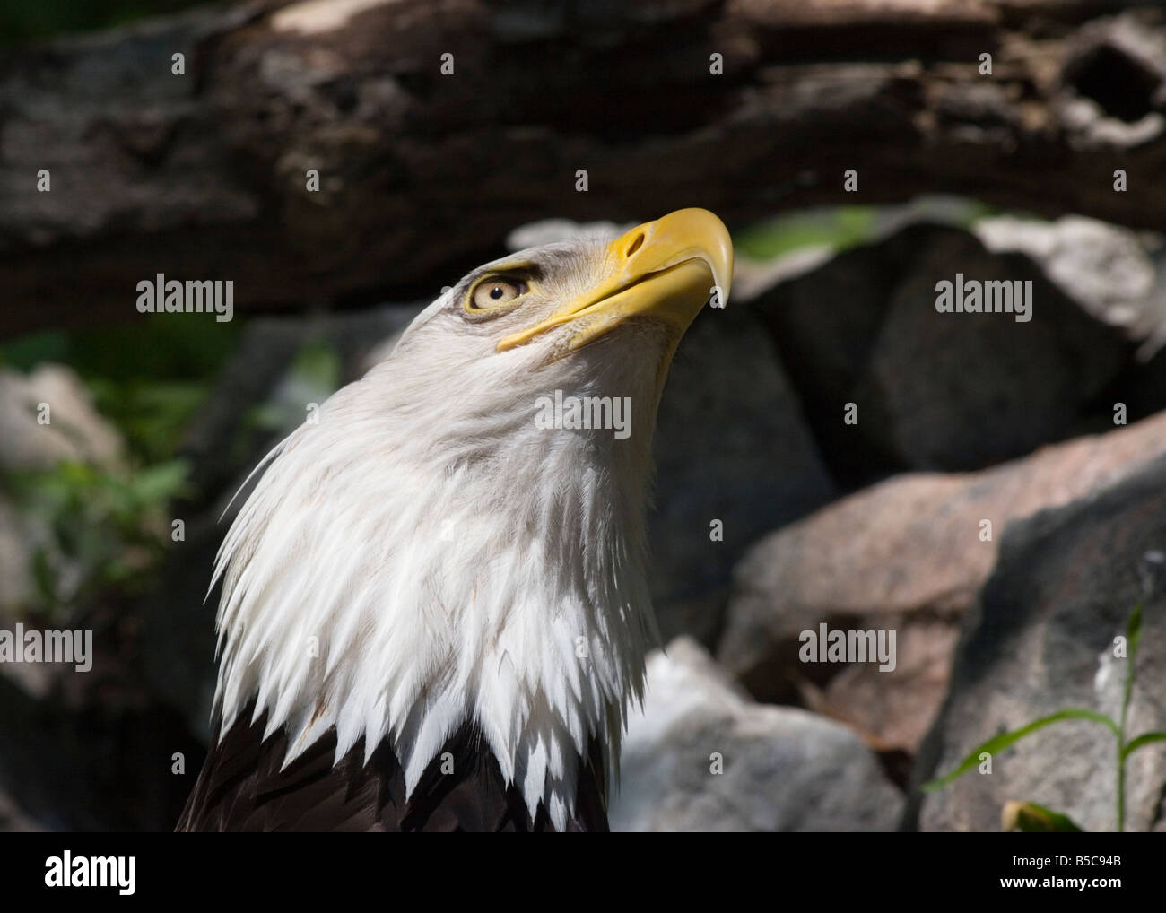 Bald Eagle portrait - looking up Stock Photo - Alamy