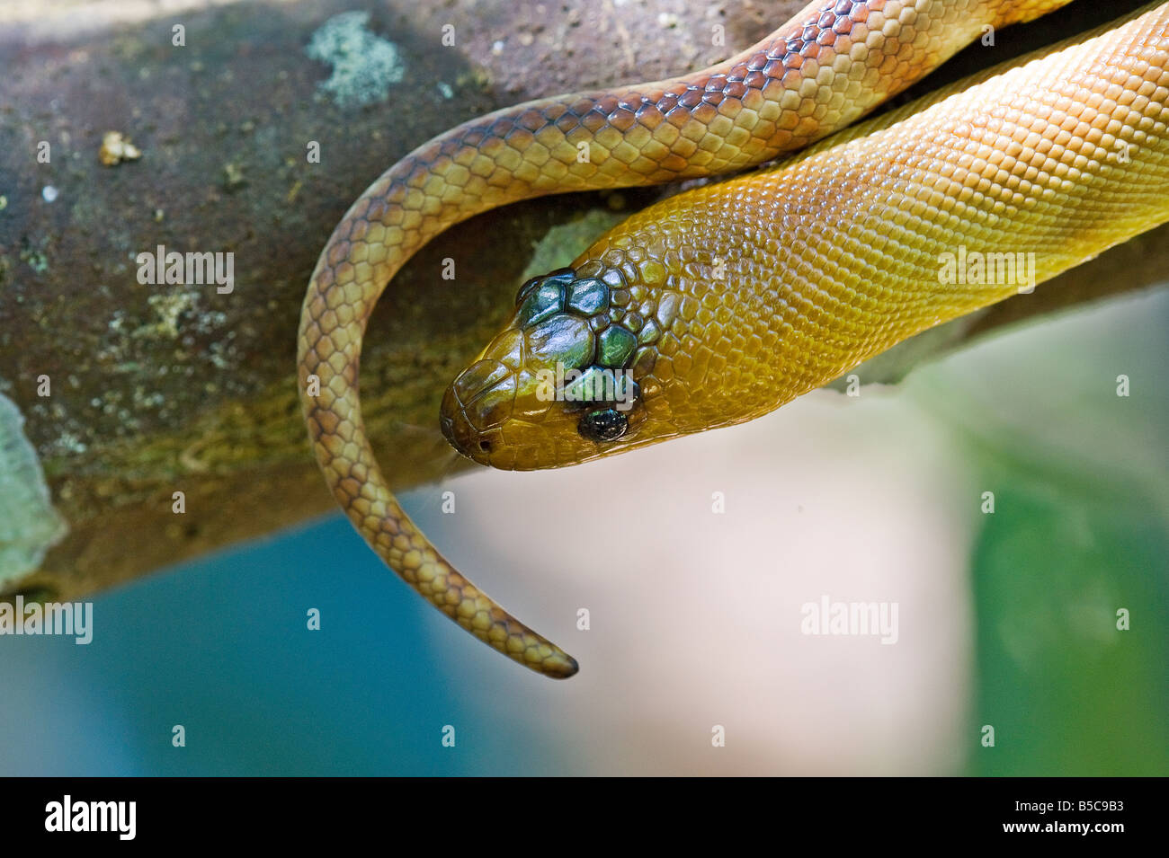 Snake Woma Aspidites ramsayi python Stock Photo - Alamy