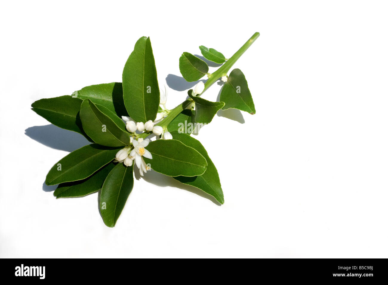 Orange blossoms on white background Stock Photo - Alamy