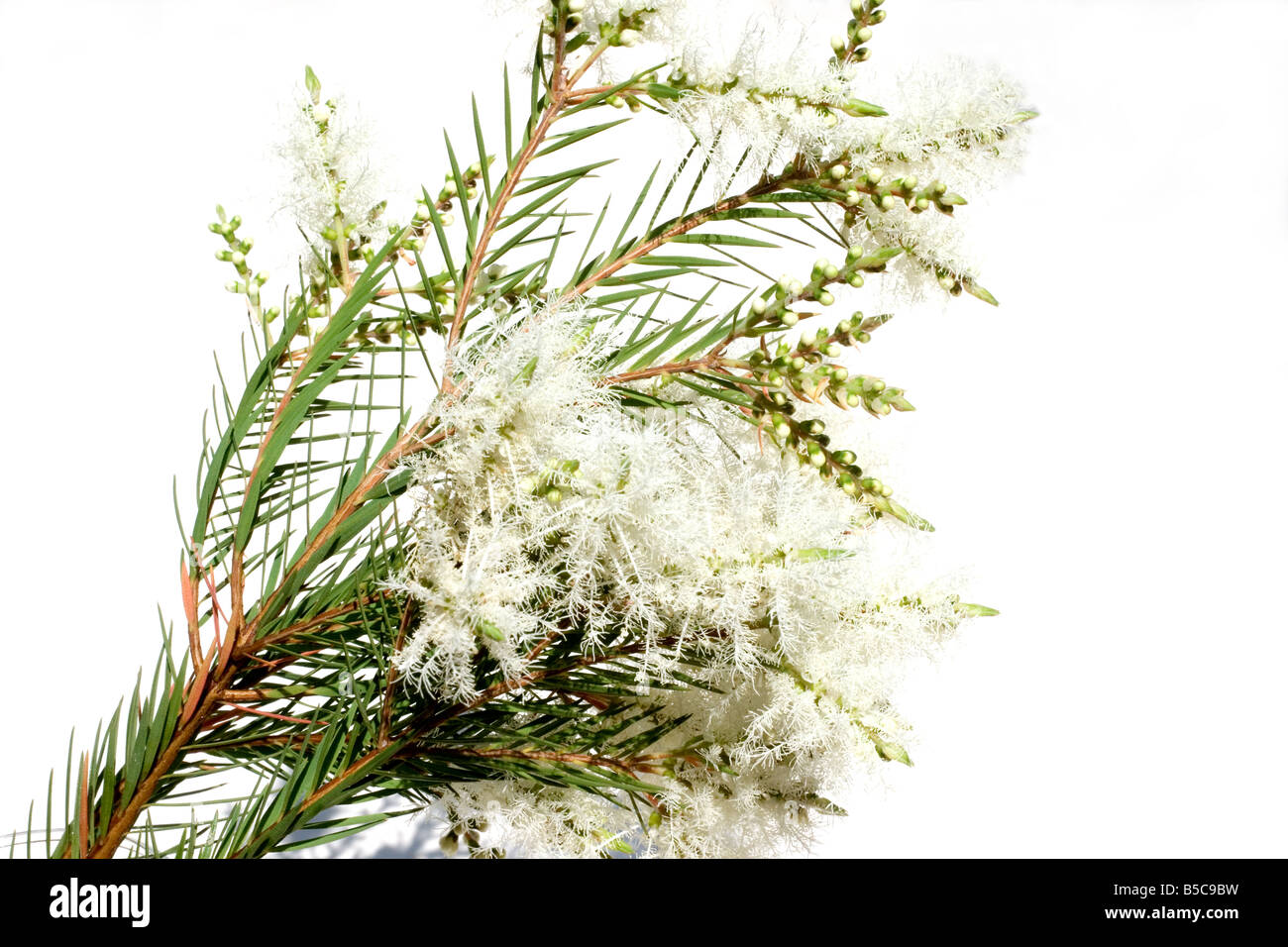 Melaleuca flowers hi-res stock photography and images - Alamy