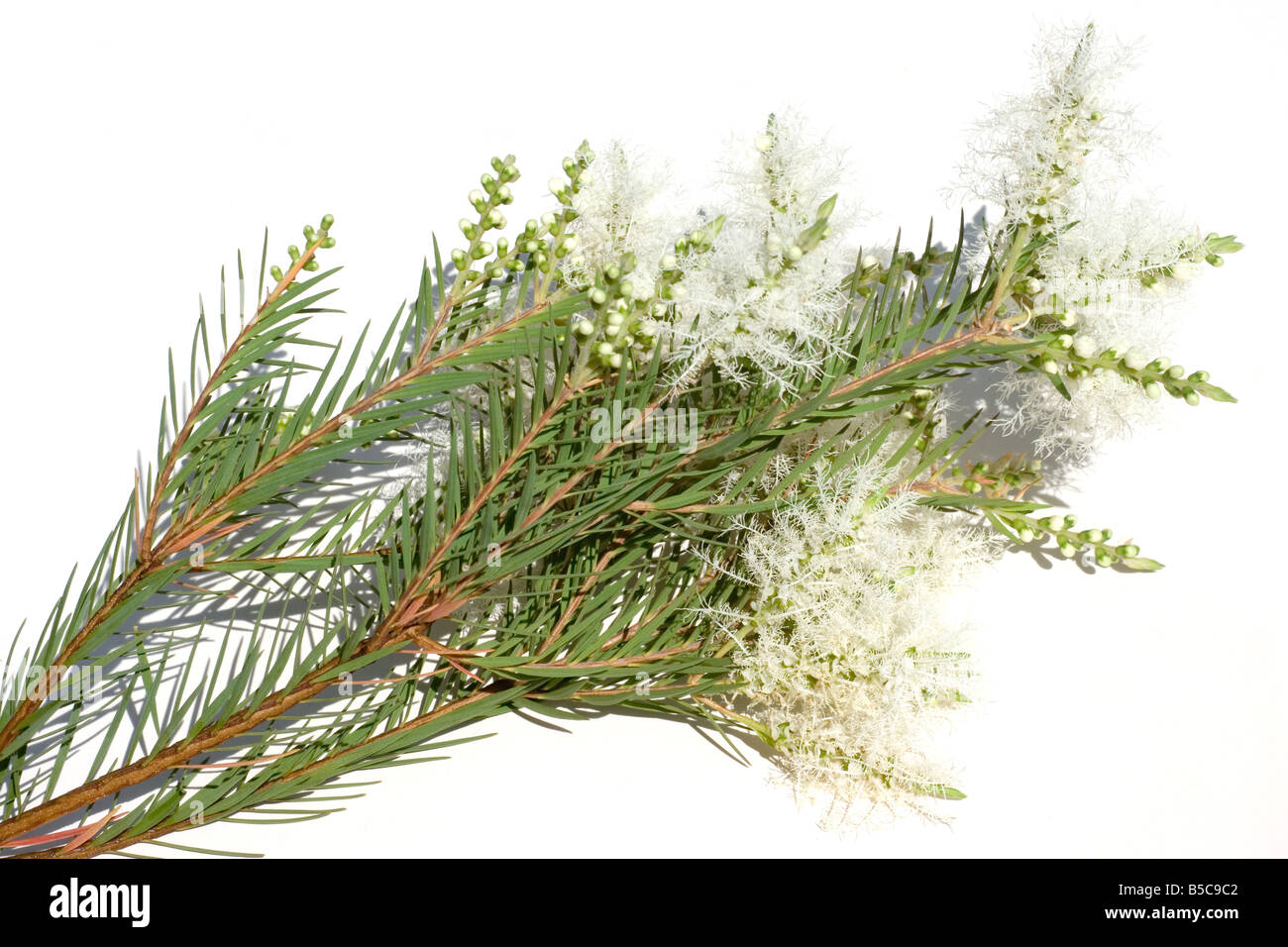 Tea tree hi-res stock photography and images - Alamy