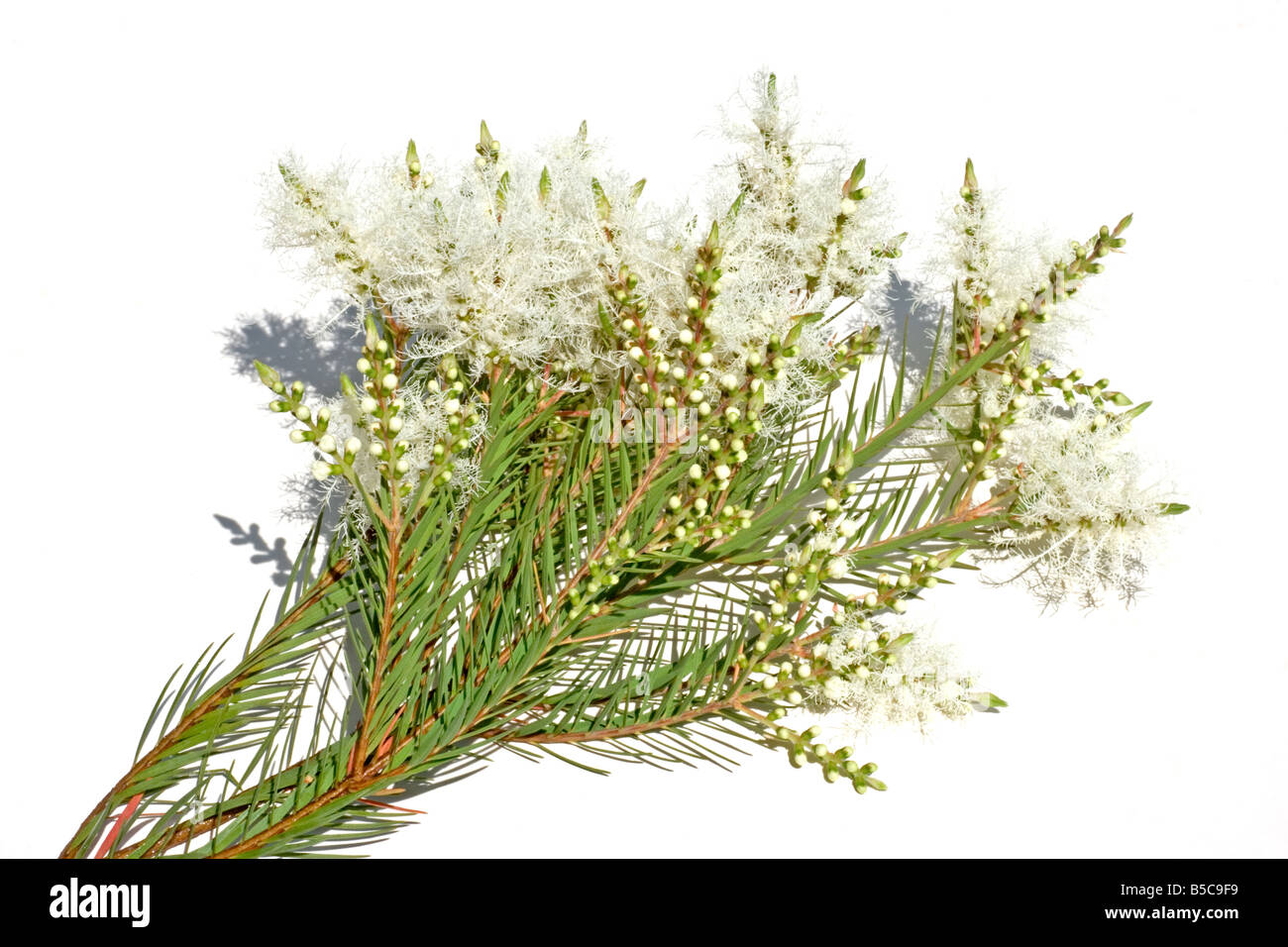 Melaleuca flowers hi-res stock photography and images - Alamy