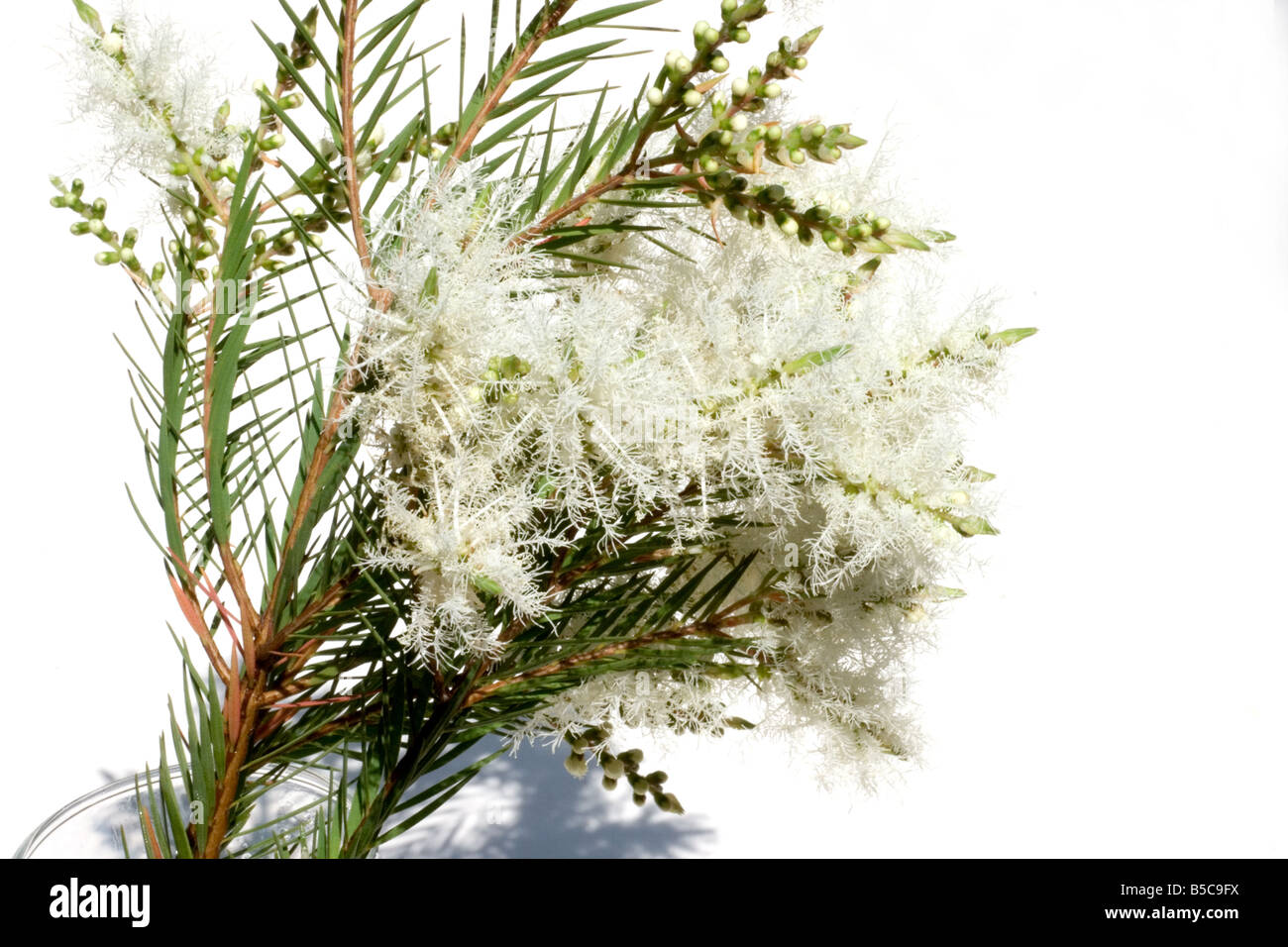 Melaleuca flowers hi-res stock photography and images - Alamy