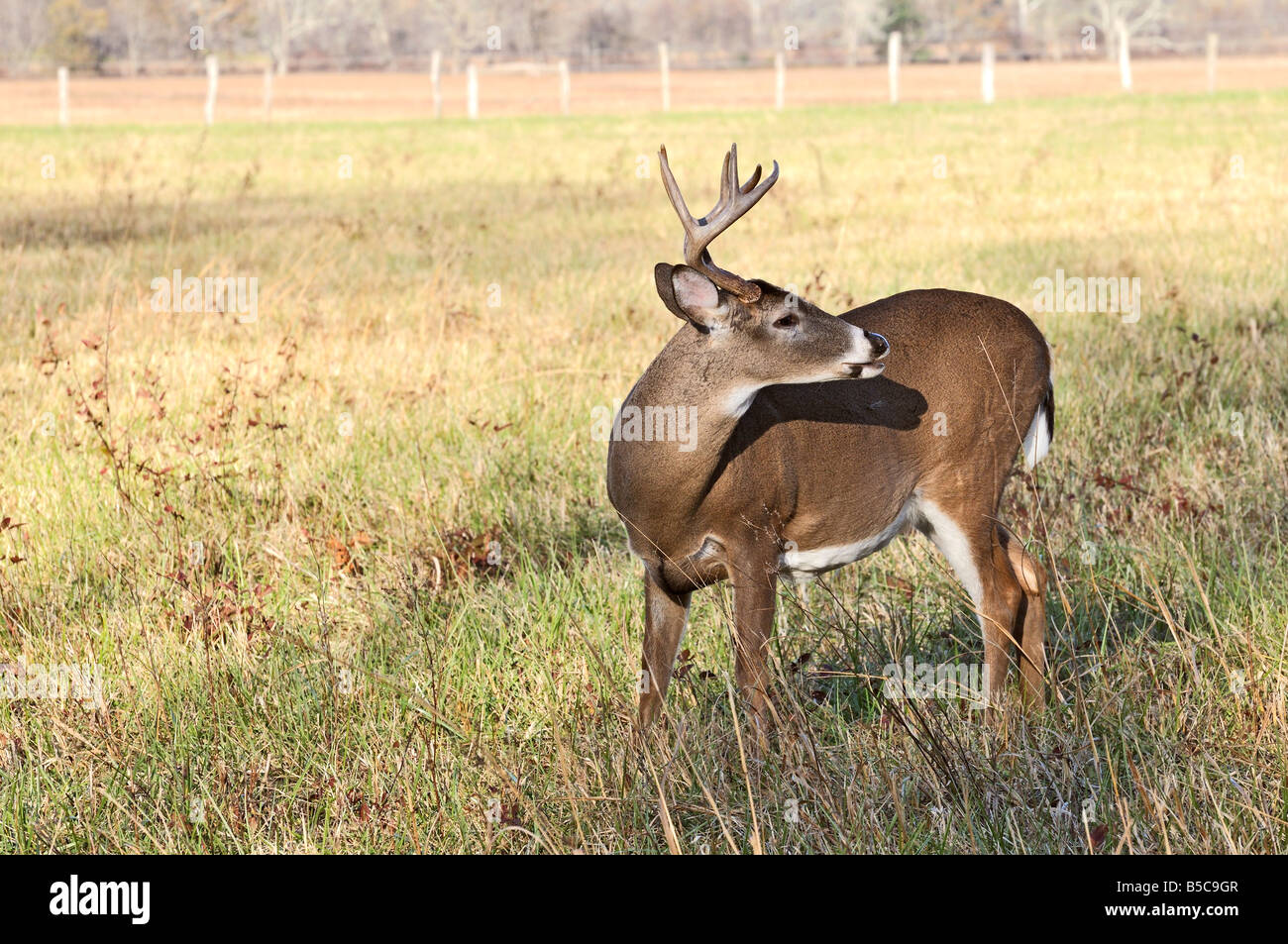 Whitetail country hi-res stock photography and images - Alamy