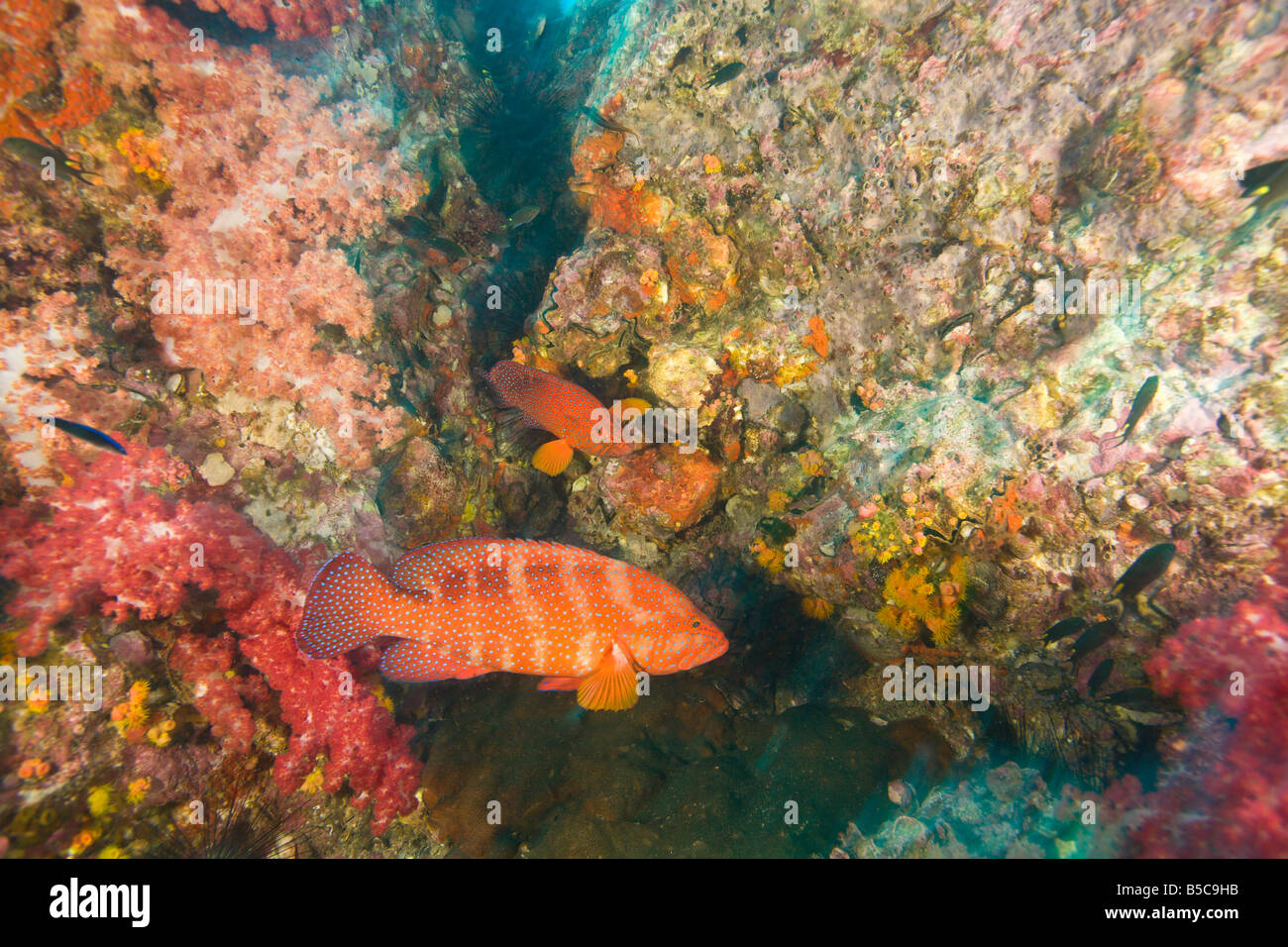 Coral Grouper (Cephalopholus miniata Stock Photo - Alamy