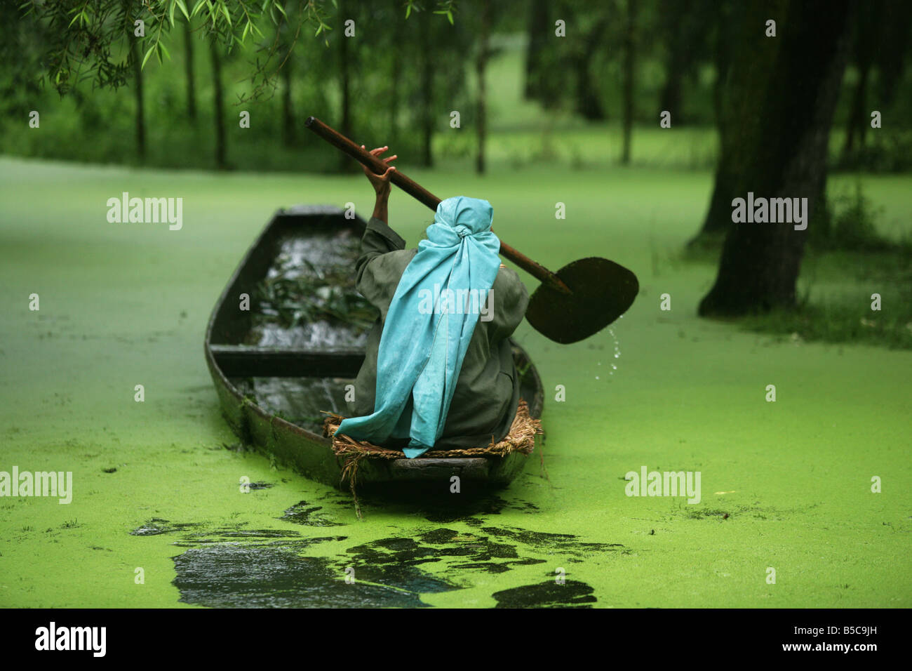 A women paddles a canoe on Dal lake, Srinagar, Kashmir, India Stock ...