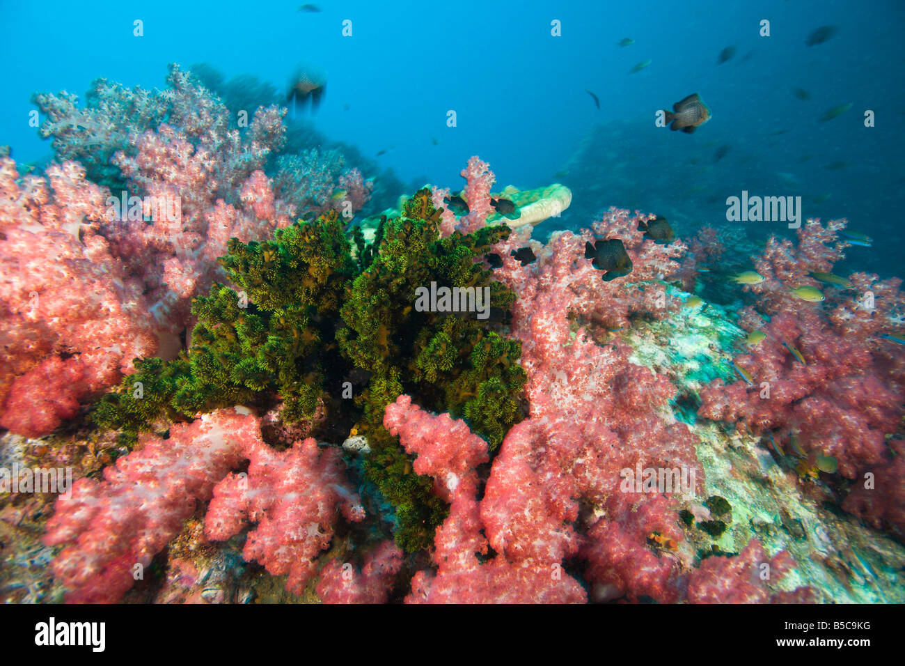 Cup corals hi-res stock photography and images - Alamy