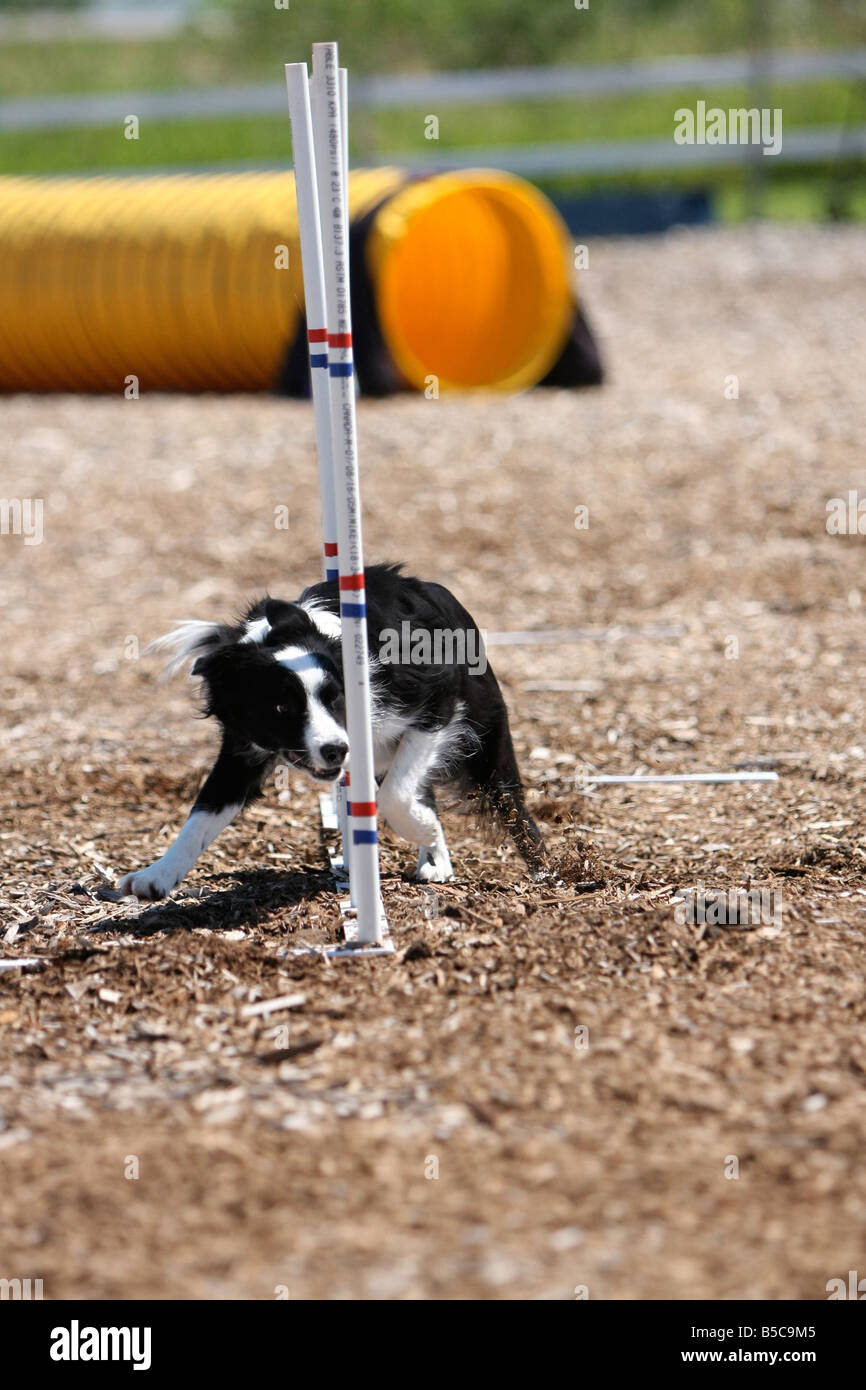 Border collie racing through weave poles at a dog agility trial Stock ...