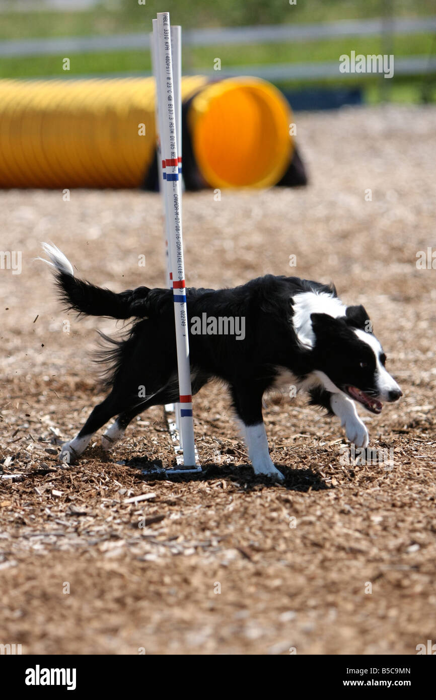 Border collie racing through weave poles at a dog agility trial Stock ...