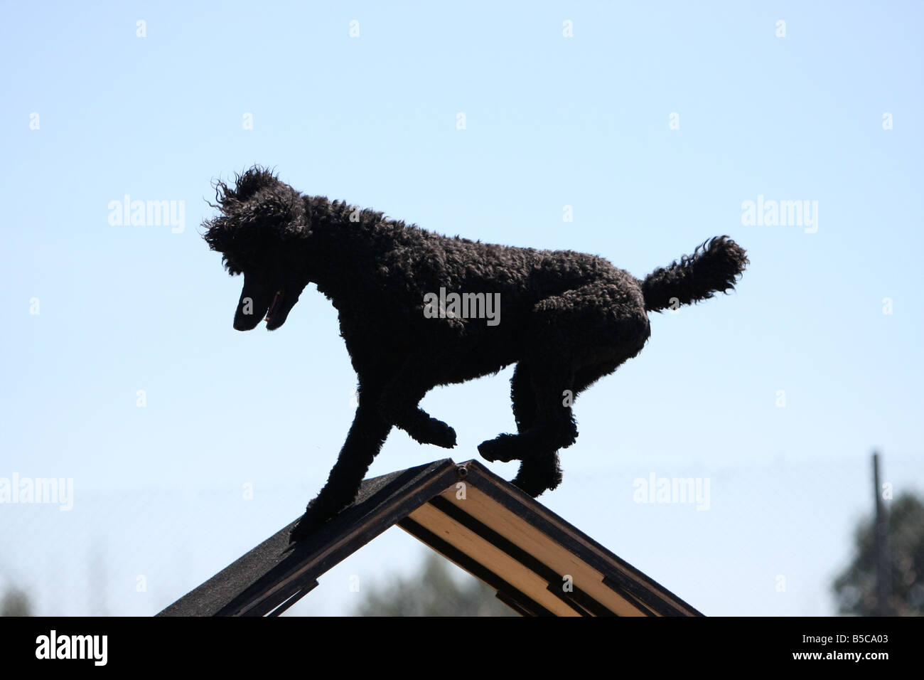 Portuguese water dog jumping over the top of an a frame at an agility ...
