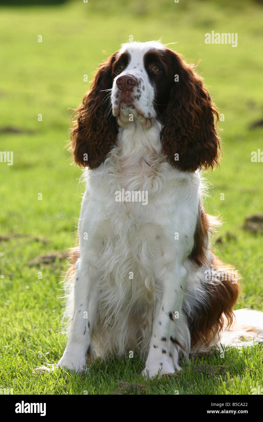 English springer spaniel hi-res stock photography and images - Alamy