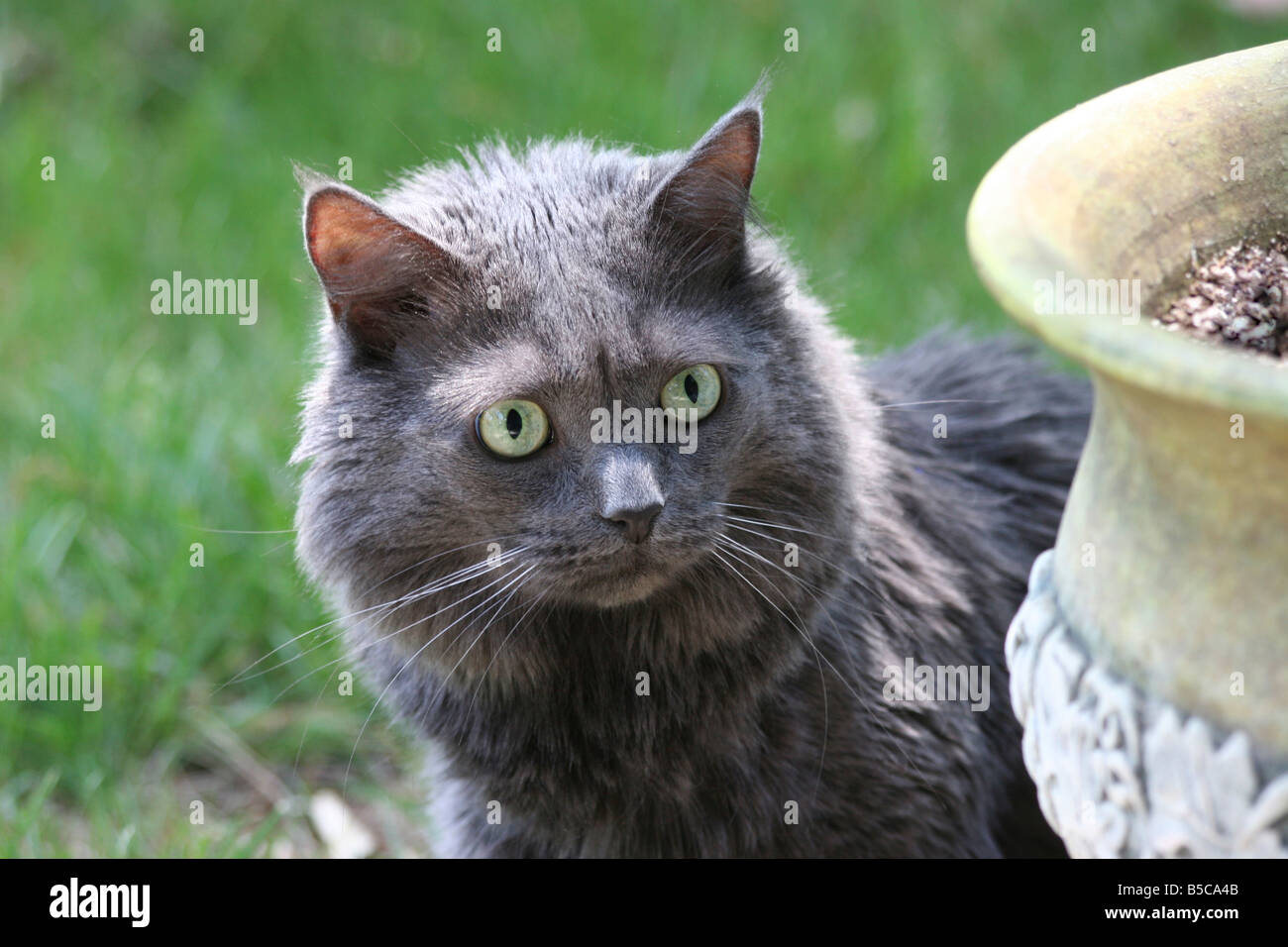 Grey cat by planter Stock Photo - Alamy