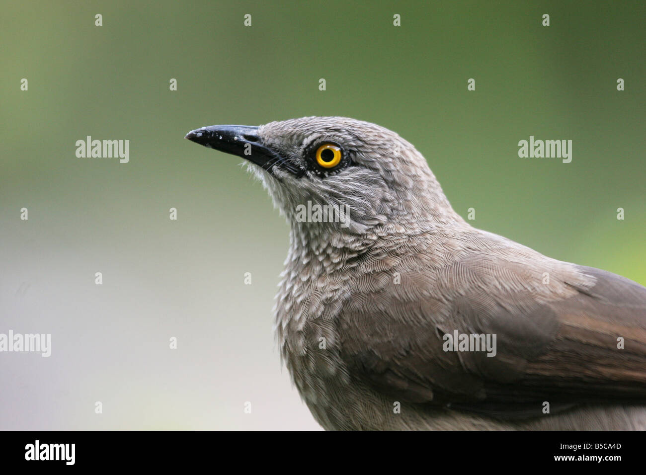 Turdoides hi-res stock photography and images - Alamy