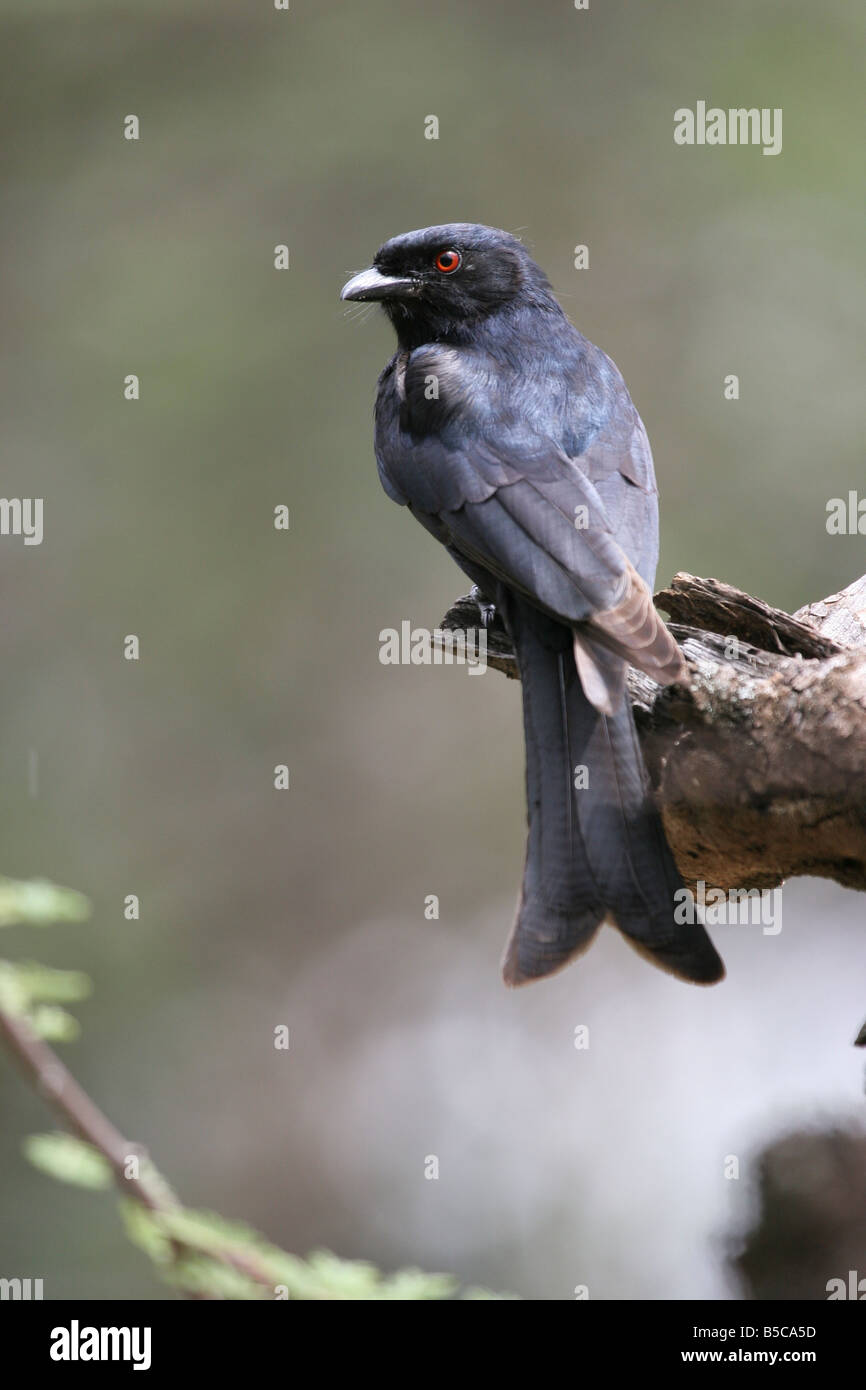 Common Drongo Dicrurus adsimilis hunting from tree branch at Lake ...