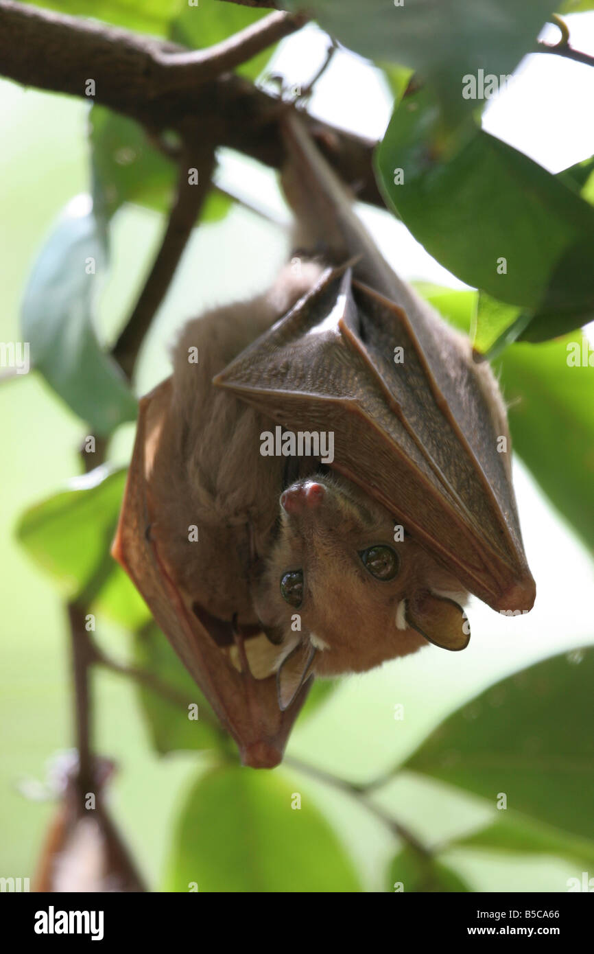 Epauletted Fruit Bat Epomophereus gambianus in day time roost with ...