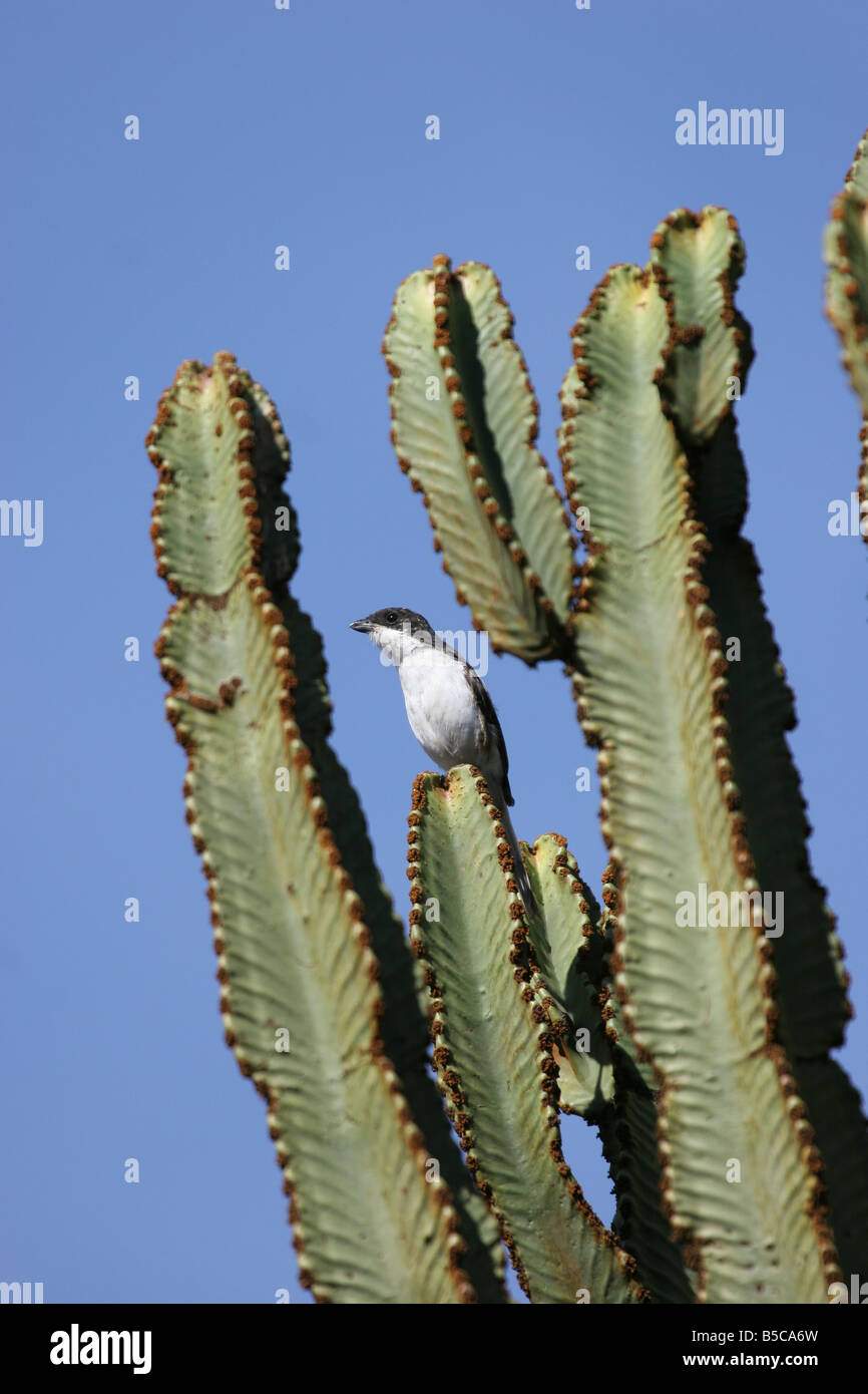 Lanius humeralis humeralis hi-res stock photography and images - Alamy